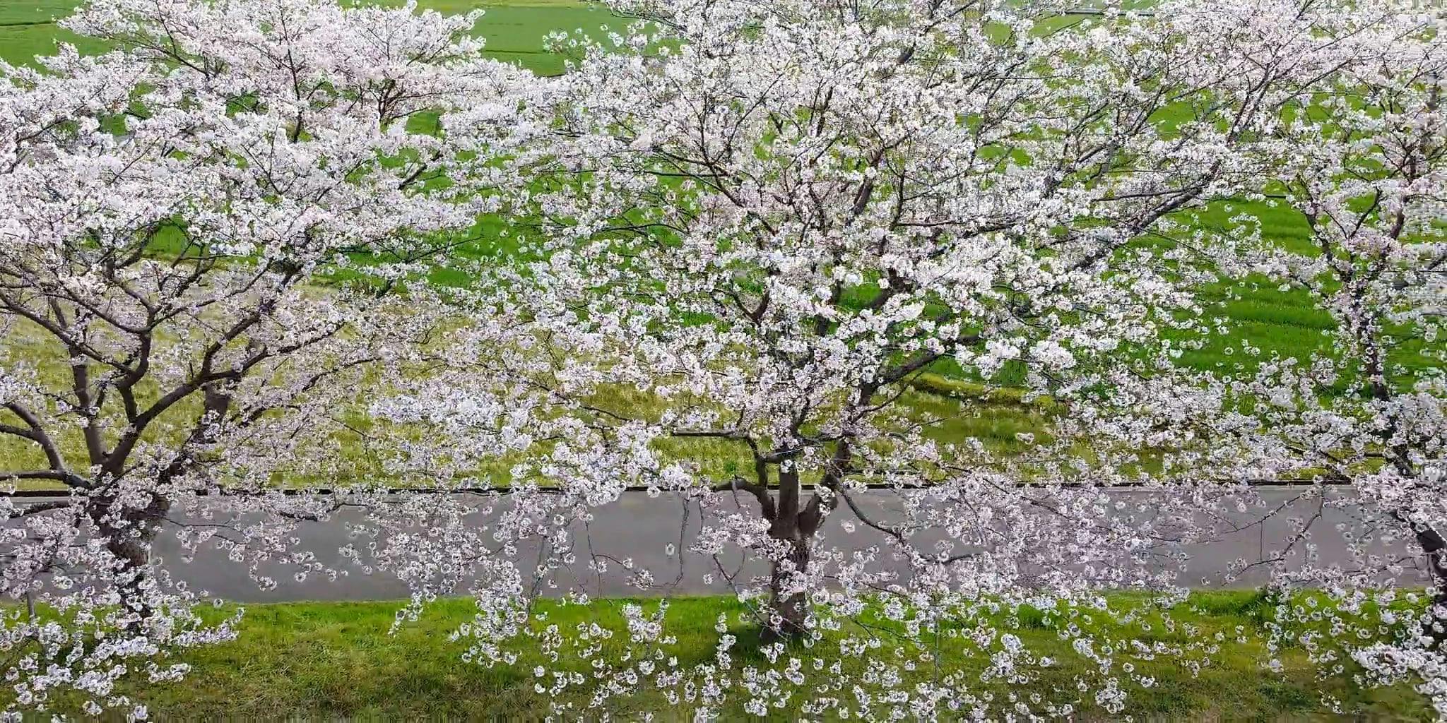 Cherry Trees Videos, Download The BEST Free 4k Stock Video Footage ...