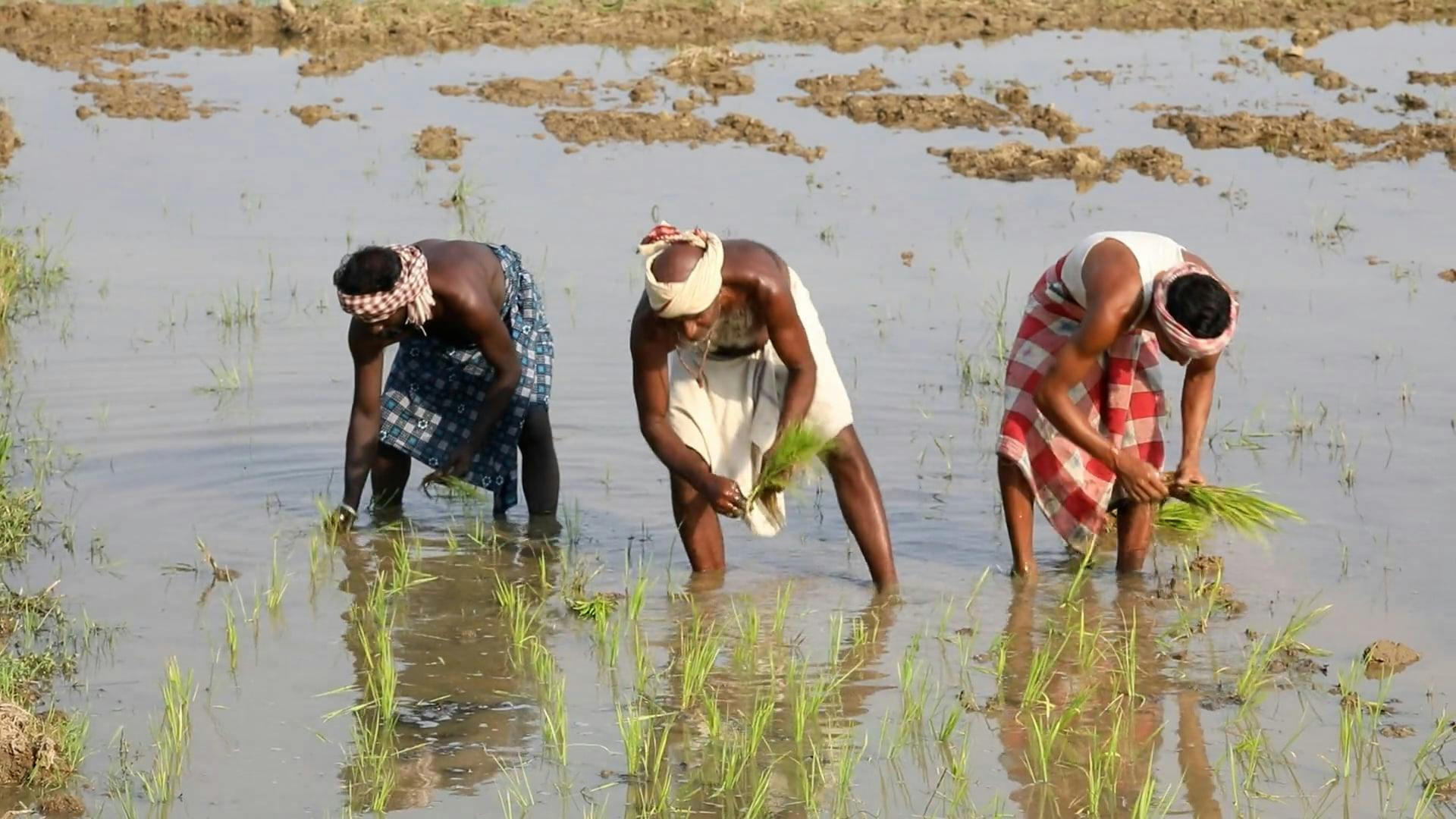 People Planting Rice Videos, Download The BEST Free 4k Stock Video ...