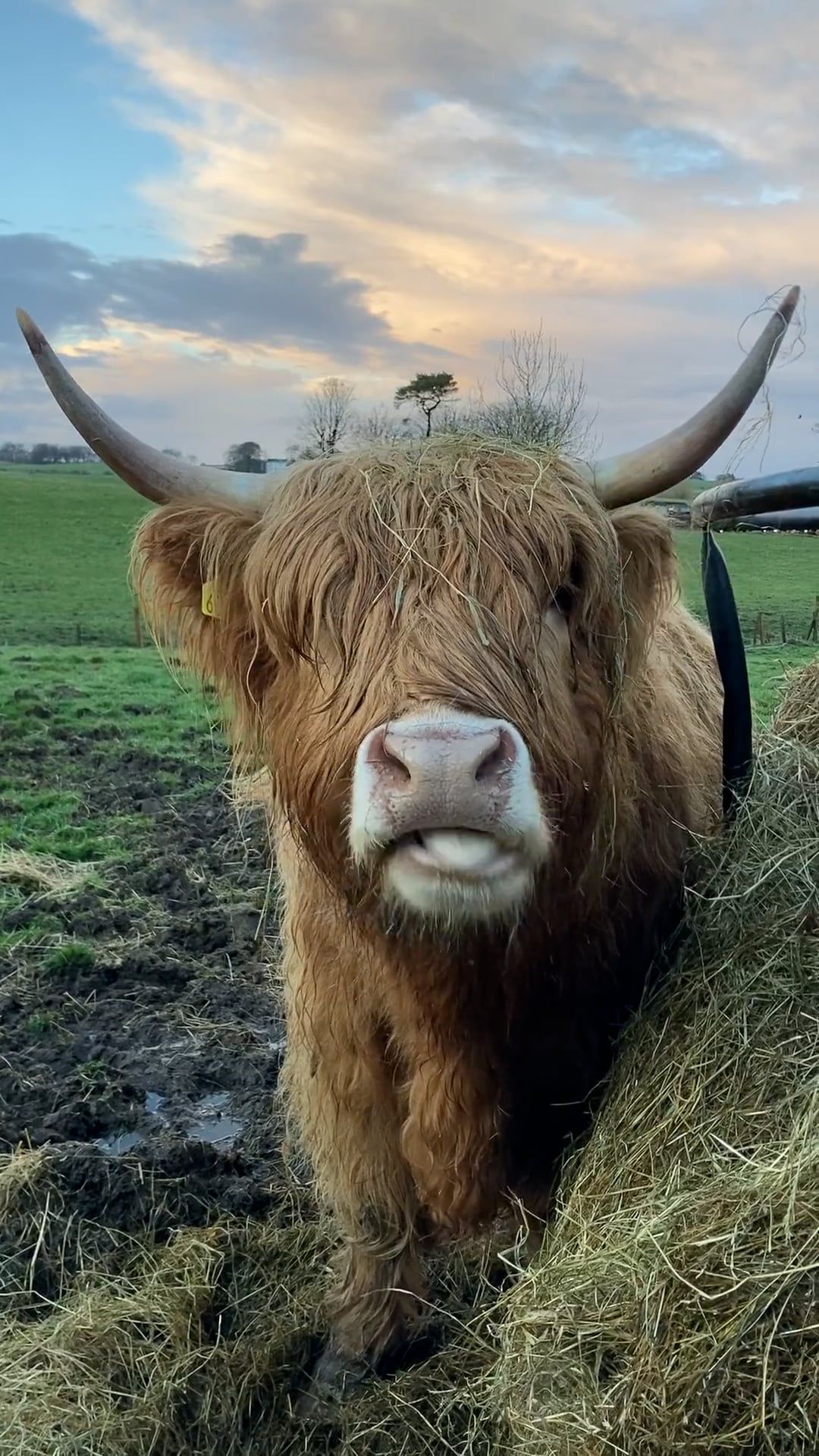 Highland Cow Portrait Videos, Download The BEST Free 4k Stock Video ...