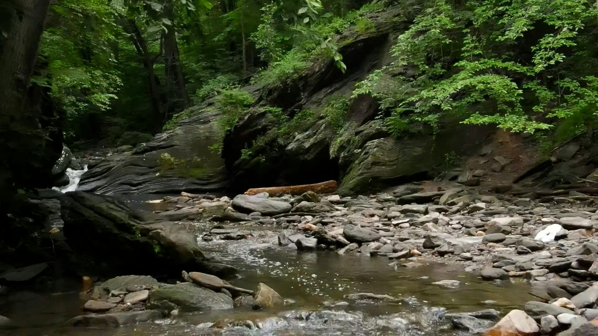 Drone Footage of Creek in Forest Free Stock Video Footage, Royalty-Free ...