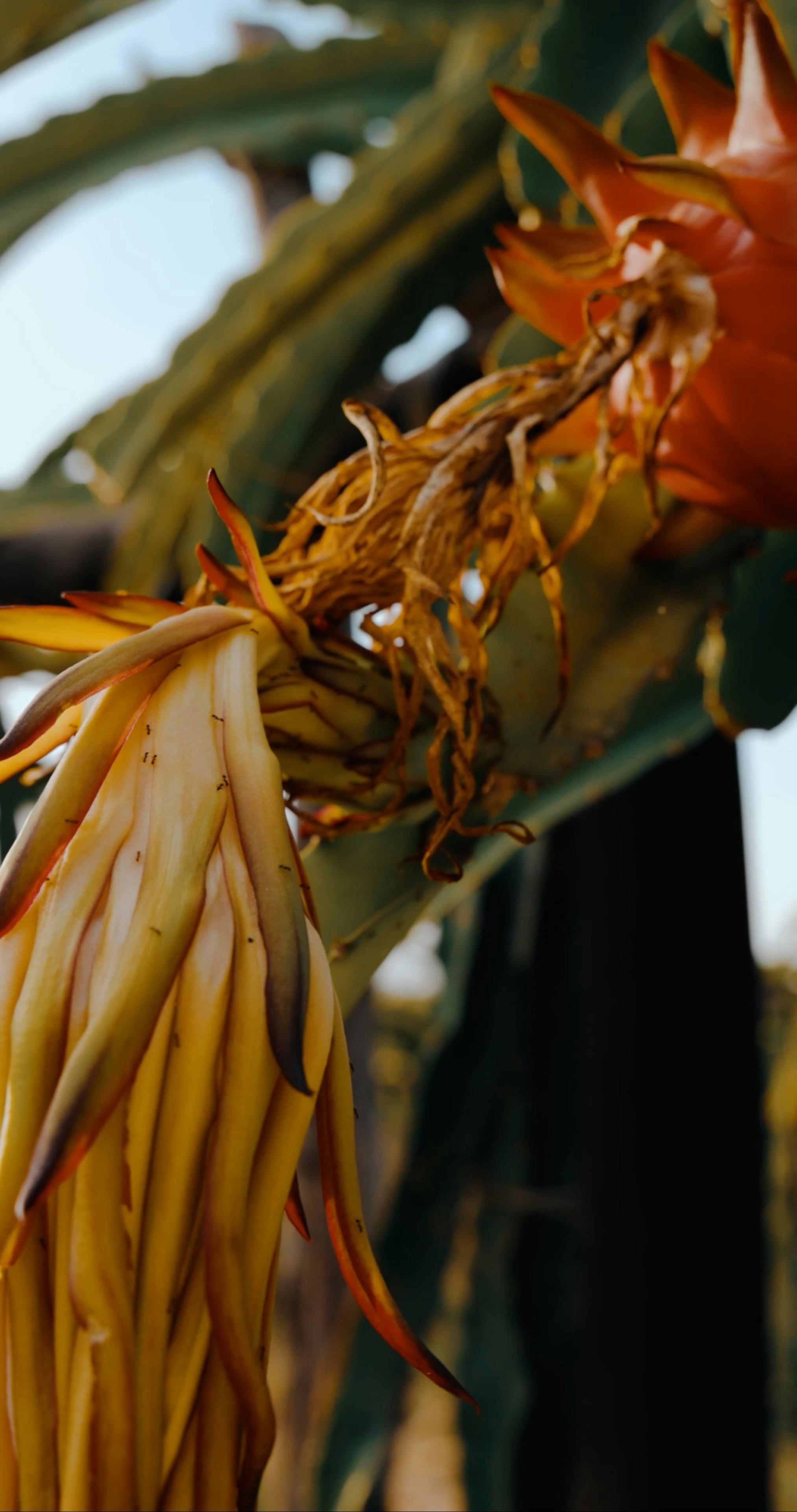 20.000+ melhores vídeos de Flor Murchando · Download 100% grátis ...
