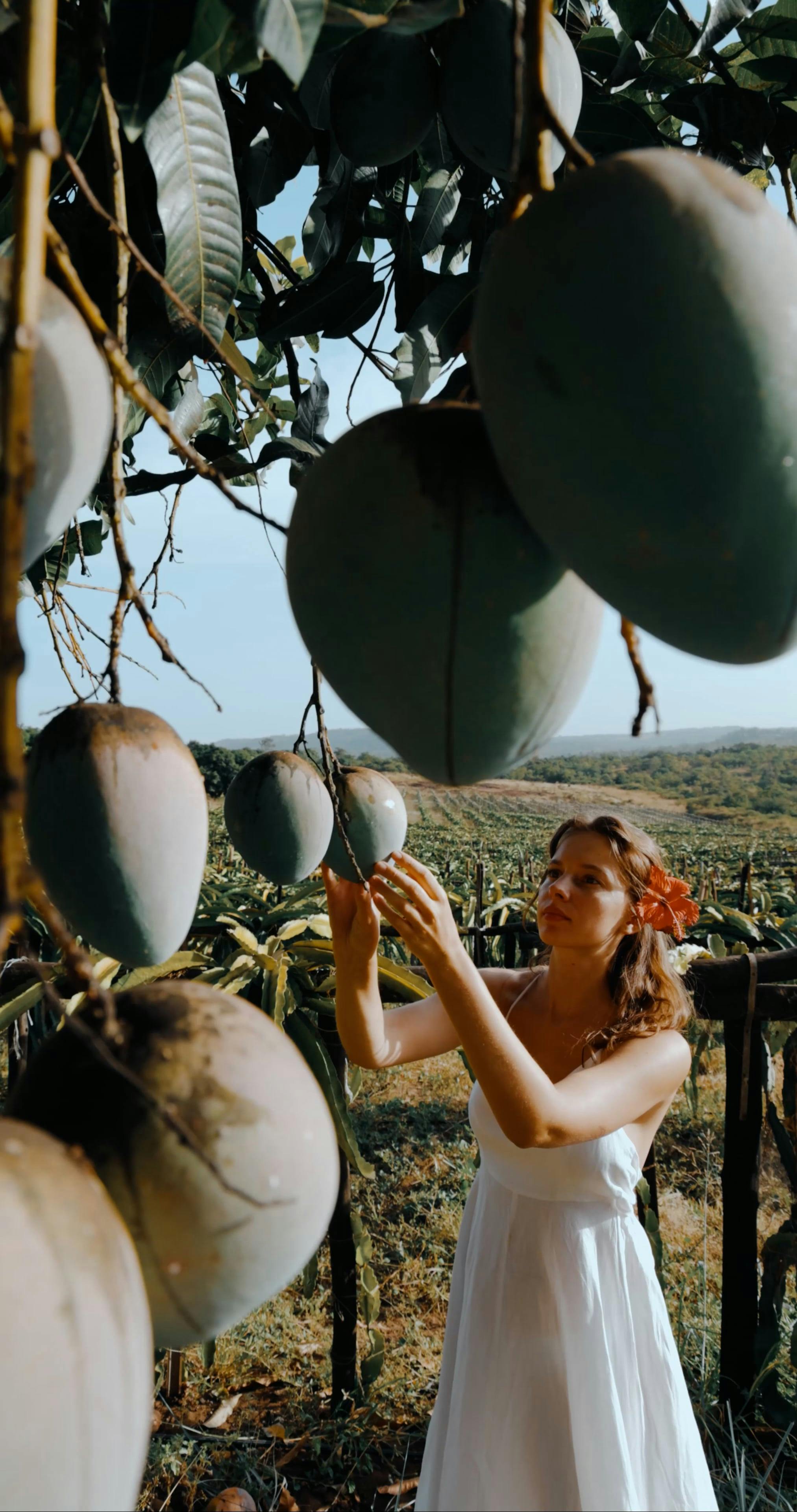 A Woman Picking a Fresh Mango from a Tree Branch · Free Stock Video