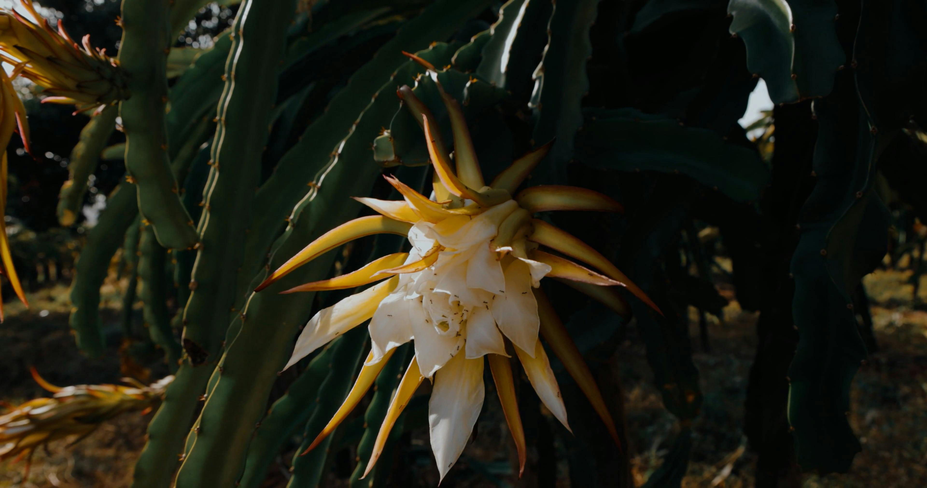 Dragon Fruit Farm Videos, Download The BEST Free 4k Stock Video Footage ...