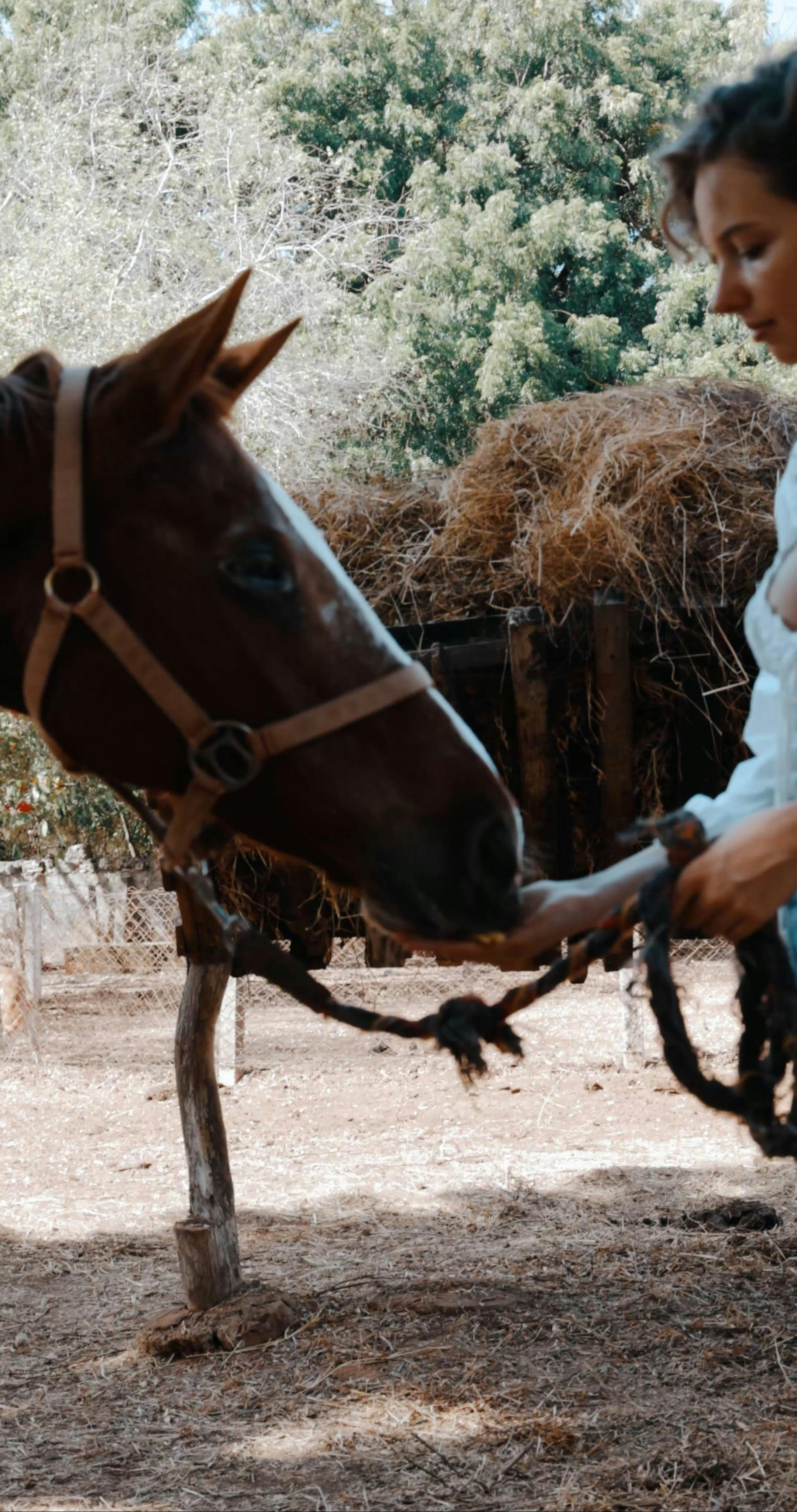 Real Hay Videos, Download The BEST Free 4k Stock Video Footage & Real ...