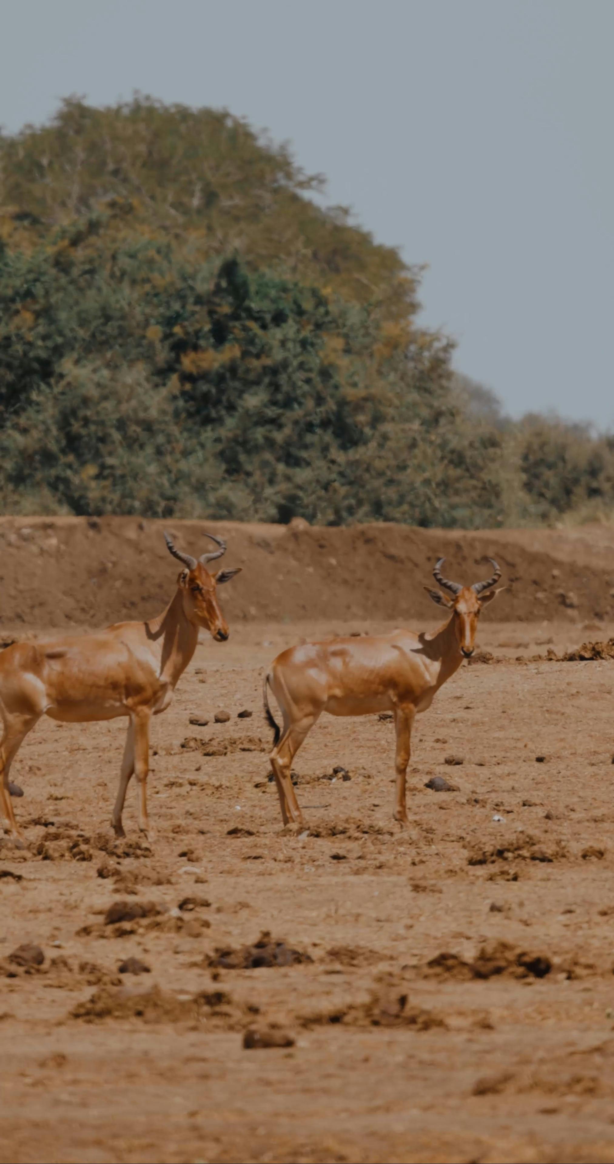 Walking Animals Videos, Download The BEST Free 4k Stock Video Footage ...