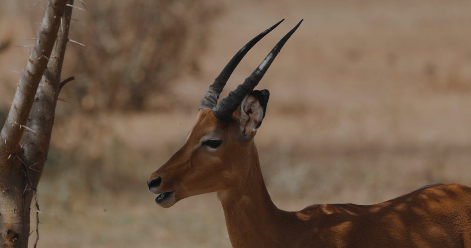 Antelope Videos, Download The BEST Free 4k Stock Video Footage ...