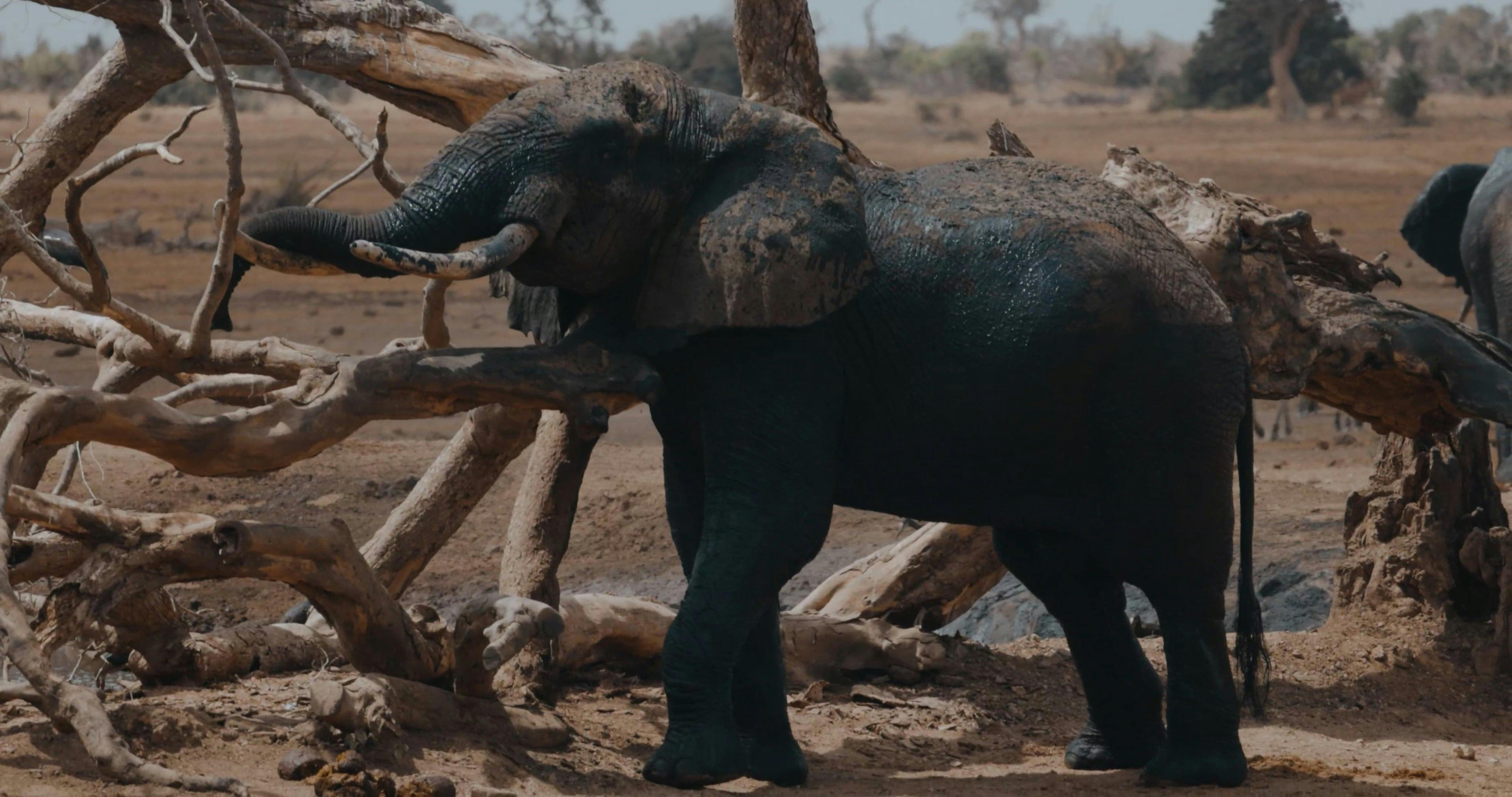 Elephant Behavior Videos, Download The BEST Free 4k Stock Video Footage & Elephant Behavior HD ...