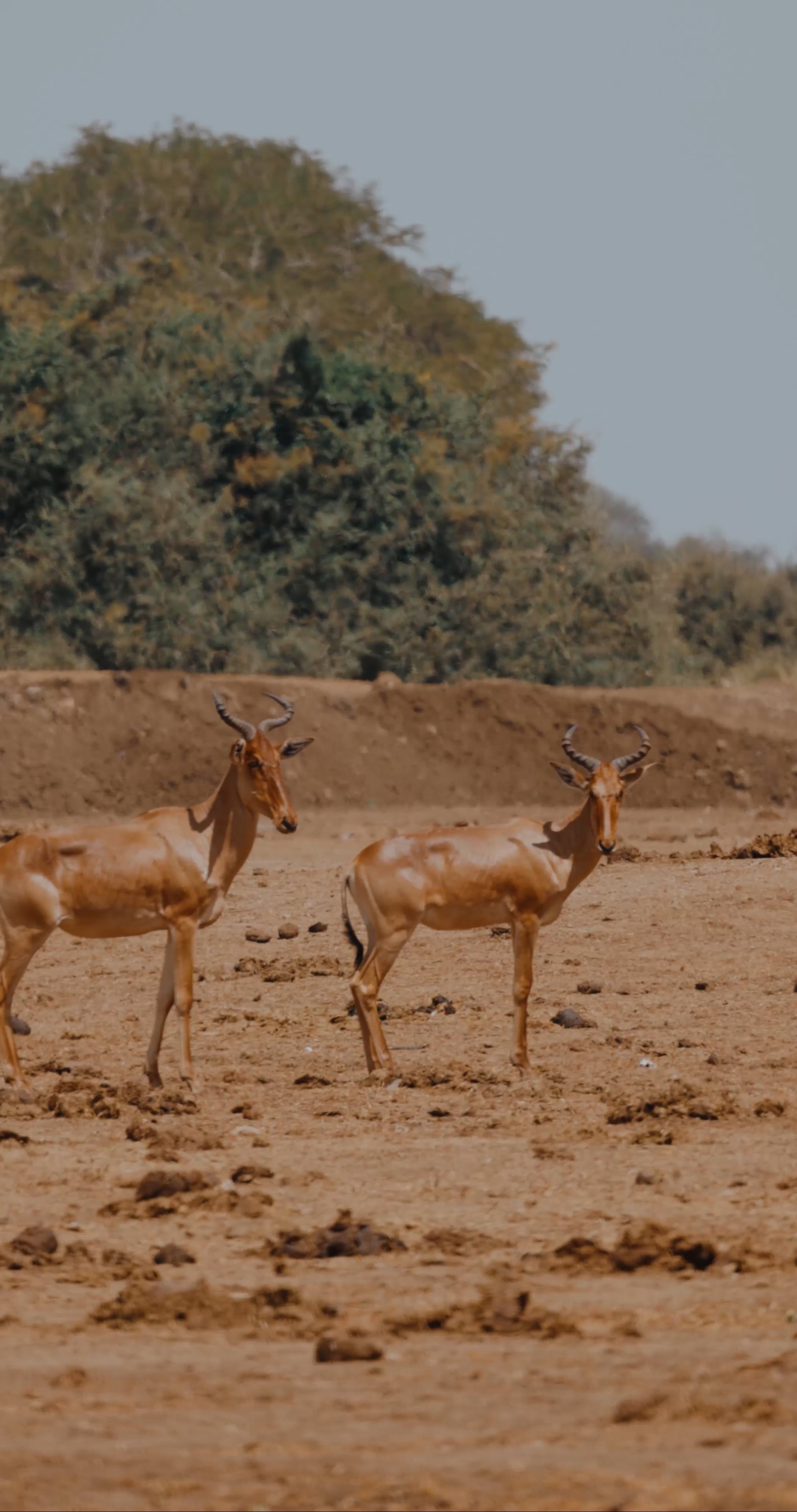 A Herd of Kongoni in the African Savanna · Free Stock Video