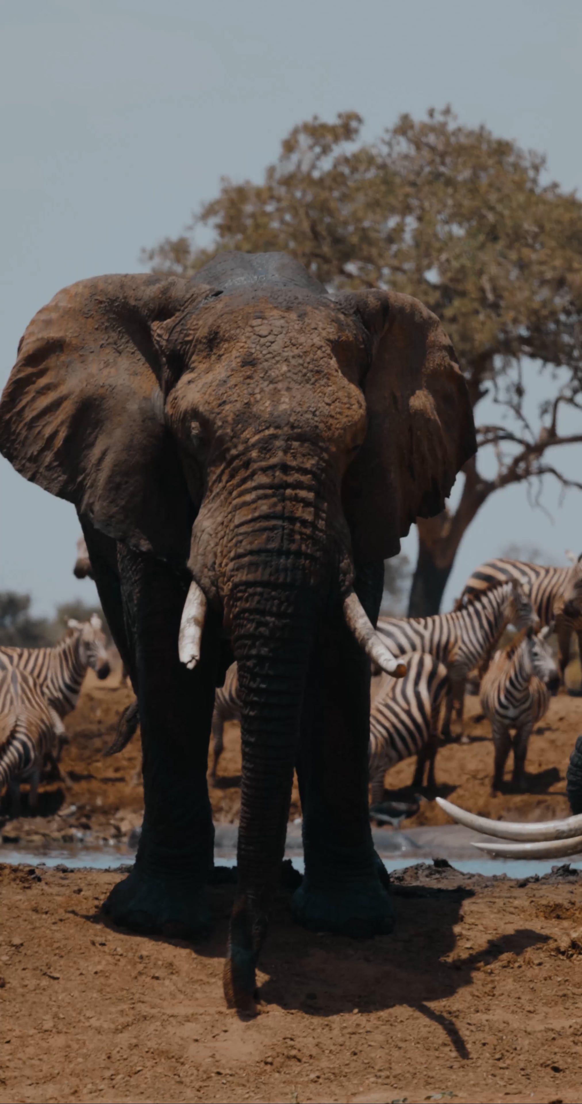 African Elephant Videos, Download The BEST Free 4k Stock Video Footage ...