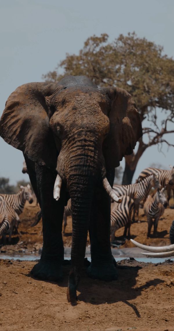 Elephant Videos, Download The BEST Free 4k Stock Video Footage ...