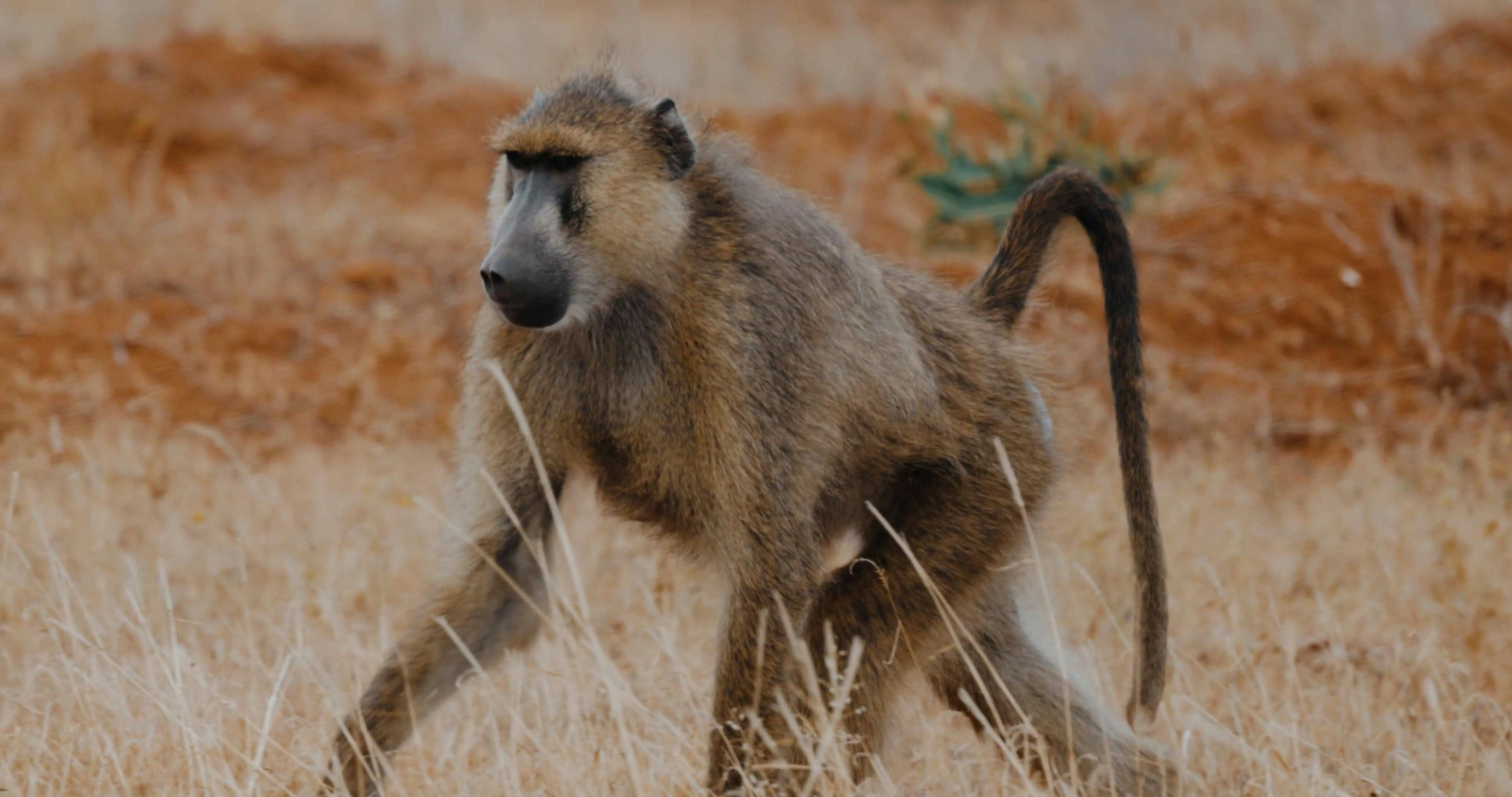 Chacma Baboons Grooming in Kruger Park Free Stock Video Footage ...