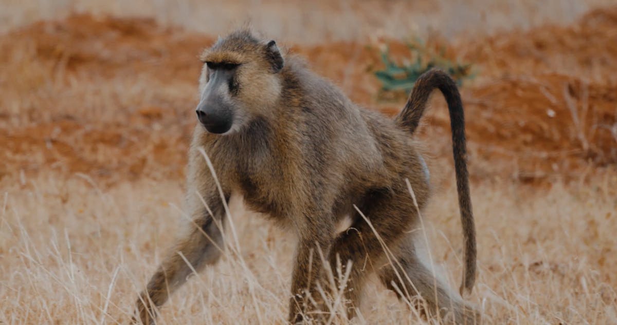 Baboon Videos, Download The BEST Free 4k Stock Video Footage & Baboon ...