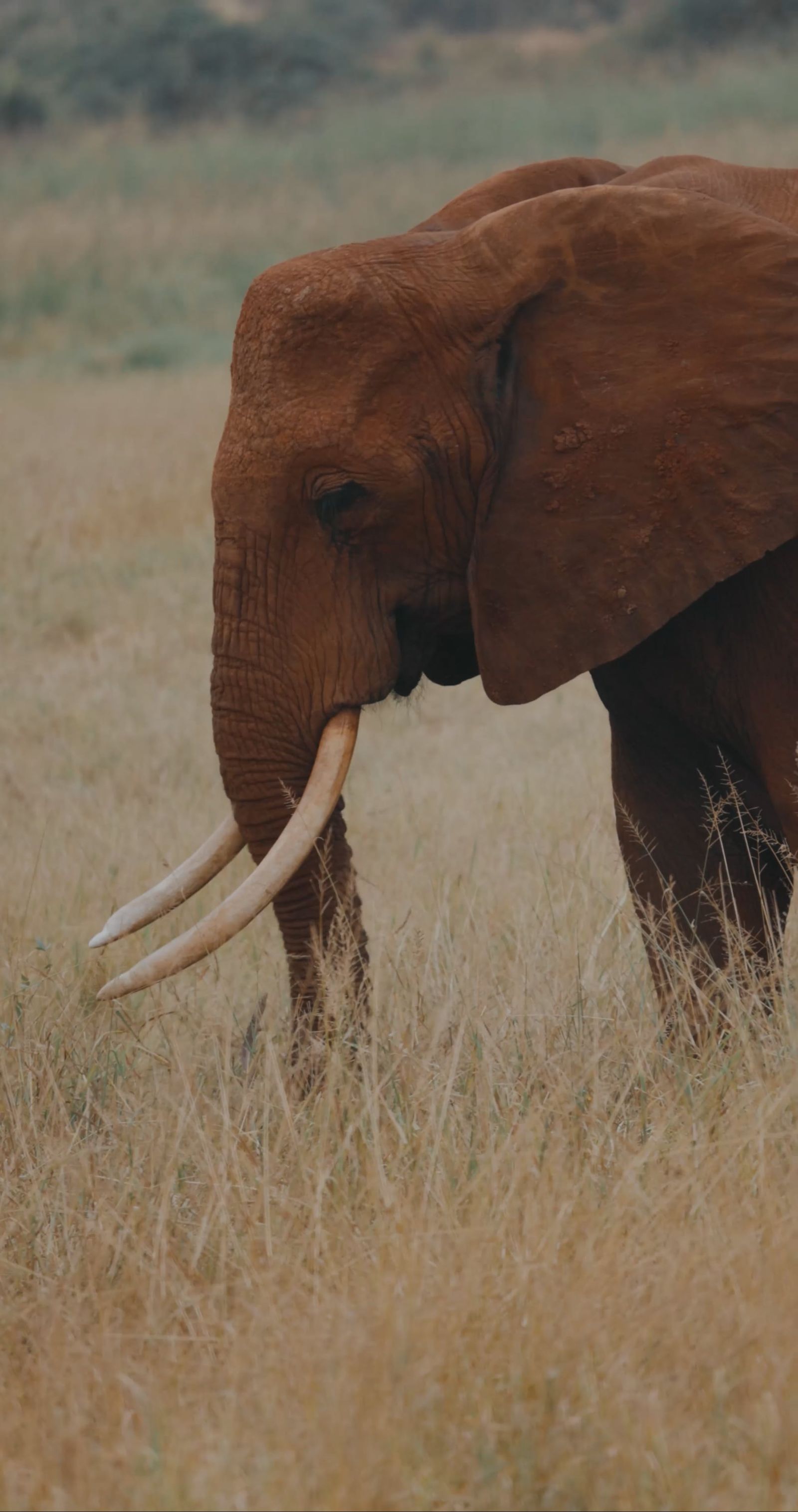 Animated Elephant Videos, Download The BEST Free 4k Stock Video Footage ...