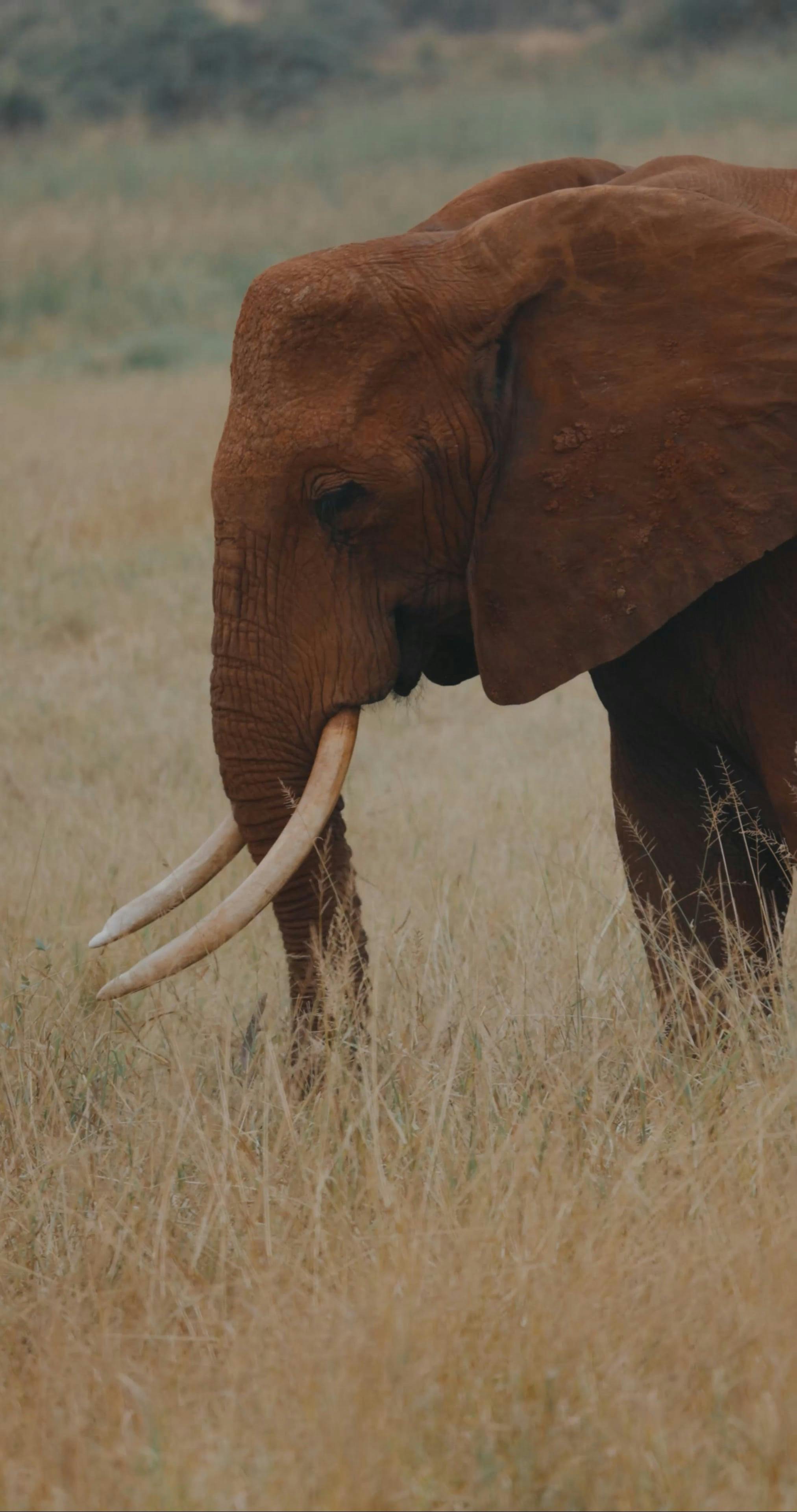 Vídeos de stock gratuitos sobre animal salvaje, bañador, baúl