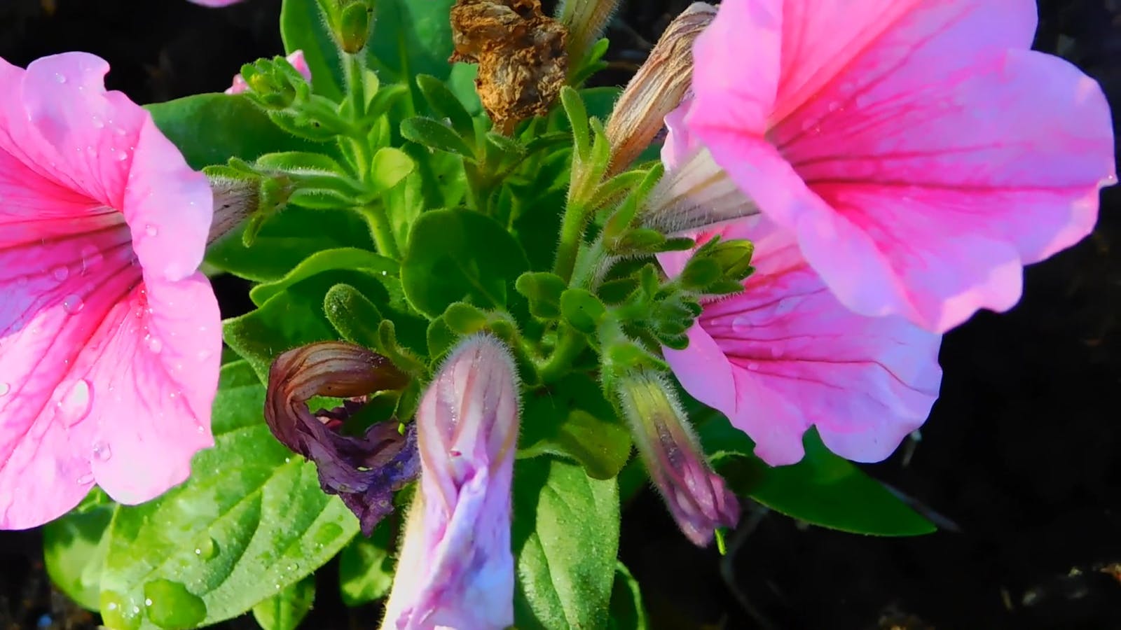 Beautiful Flowers Videos, Download The BEST Free 4k Stock Video Footage ...