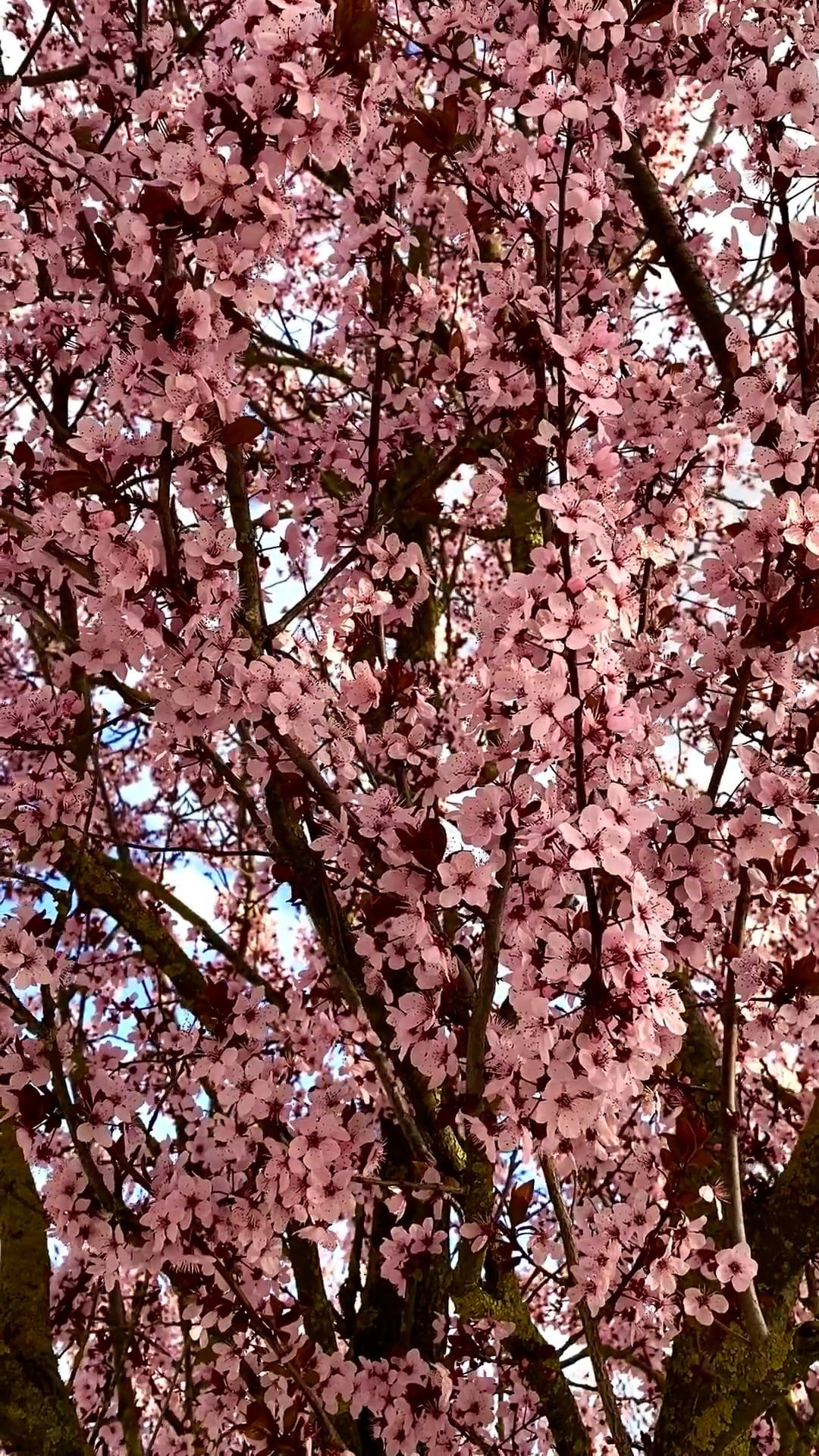 A Flowering Almond Tree Free Stock Video Footage, Royalty-Free 4K & HD ...