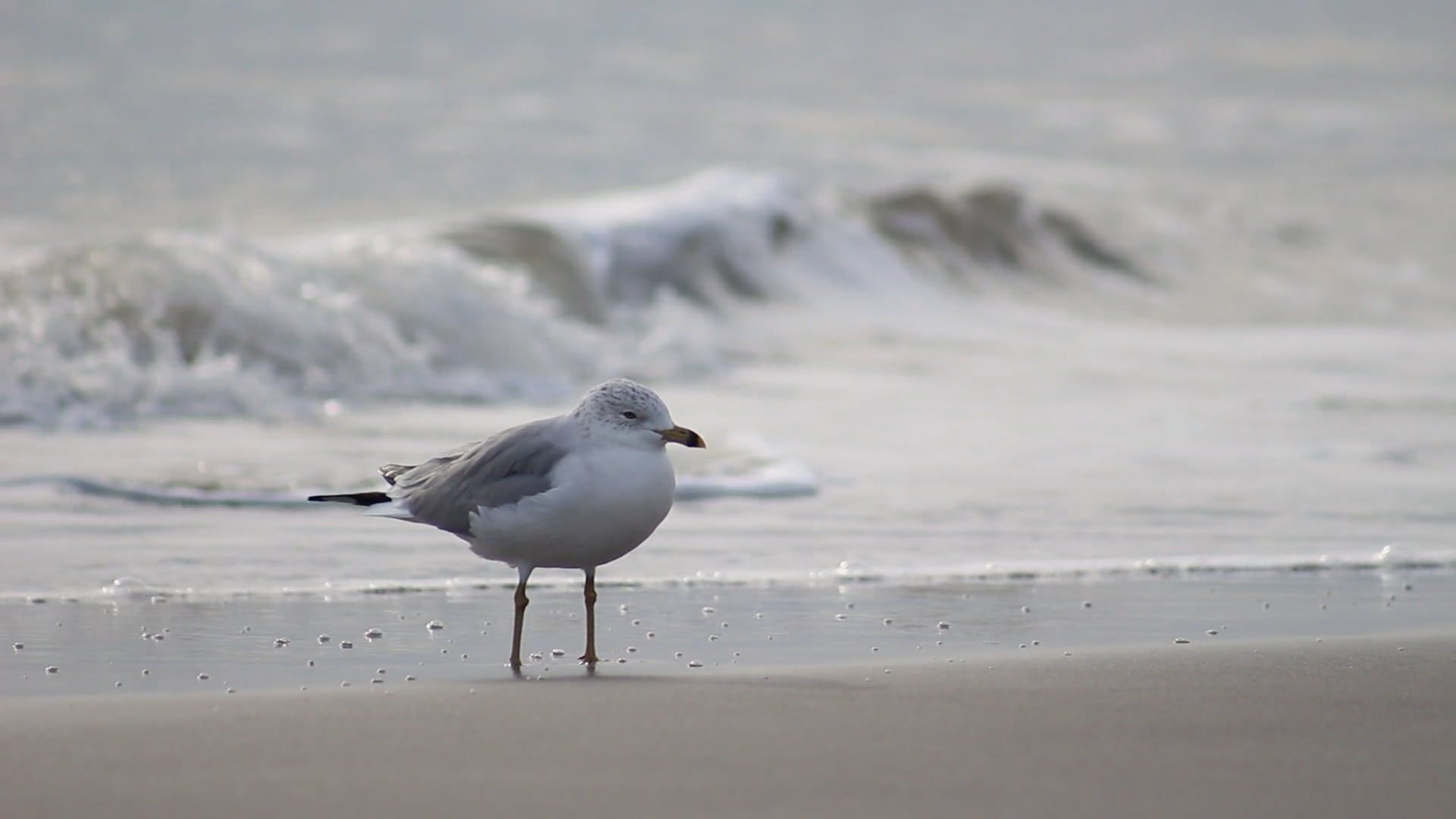 Seagull Gliding Over Ocean Waves Free Stock Video Footage, Royalty-Free ...