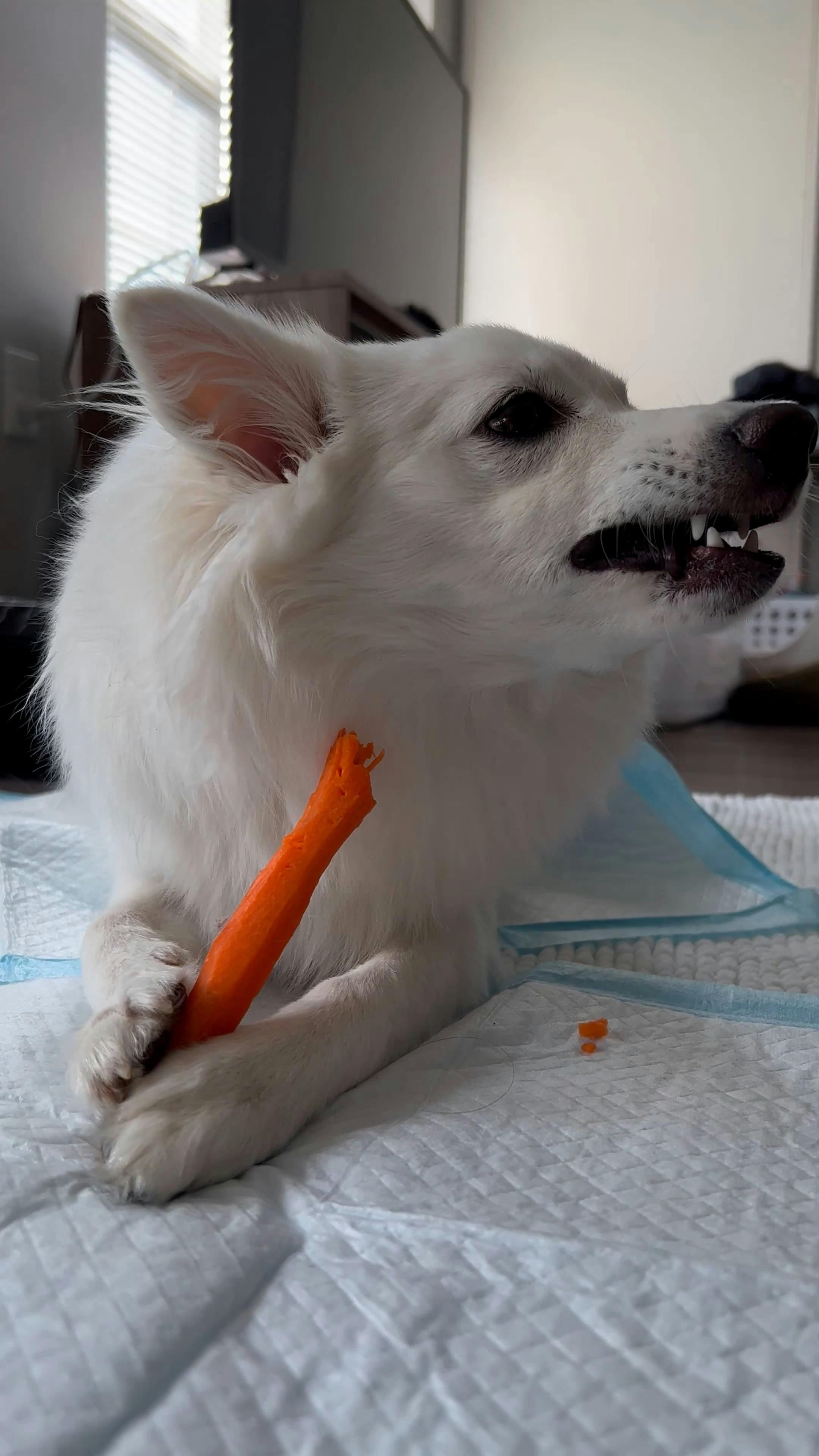 7,000+ Best Sad Dog Videos · 100% Free Download · Pexels Stock Videos