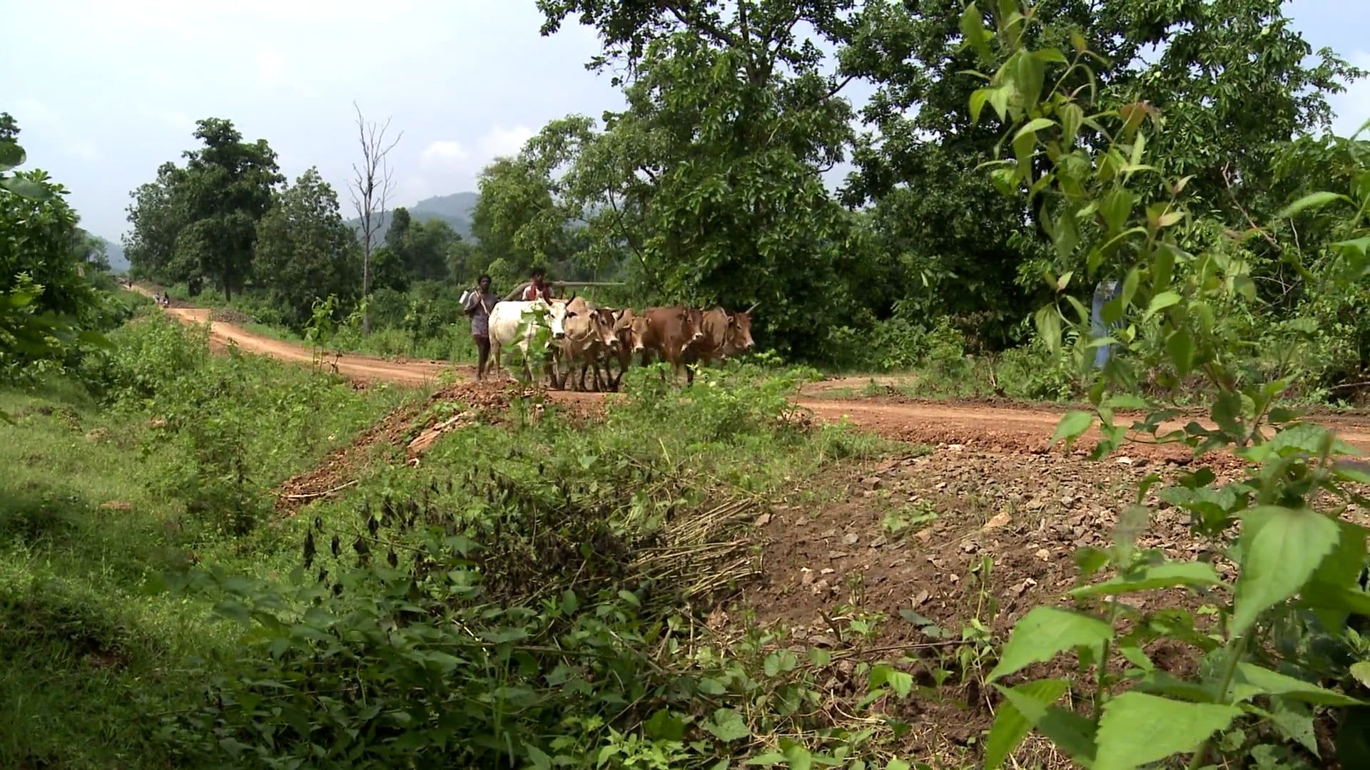 People Walking with Mules on Ground Road Free Stock Video Footage ...