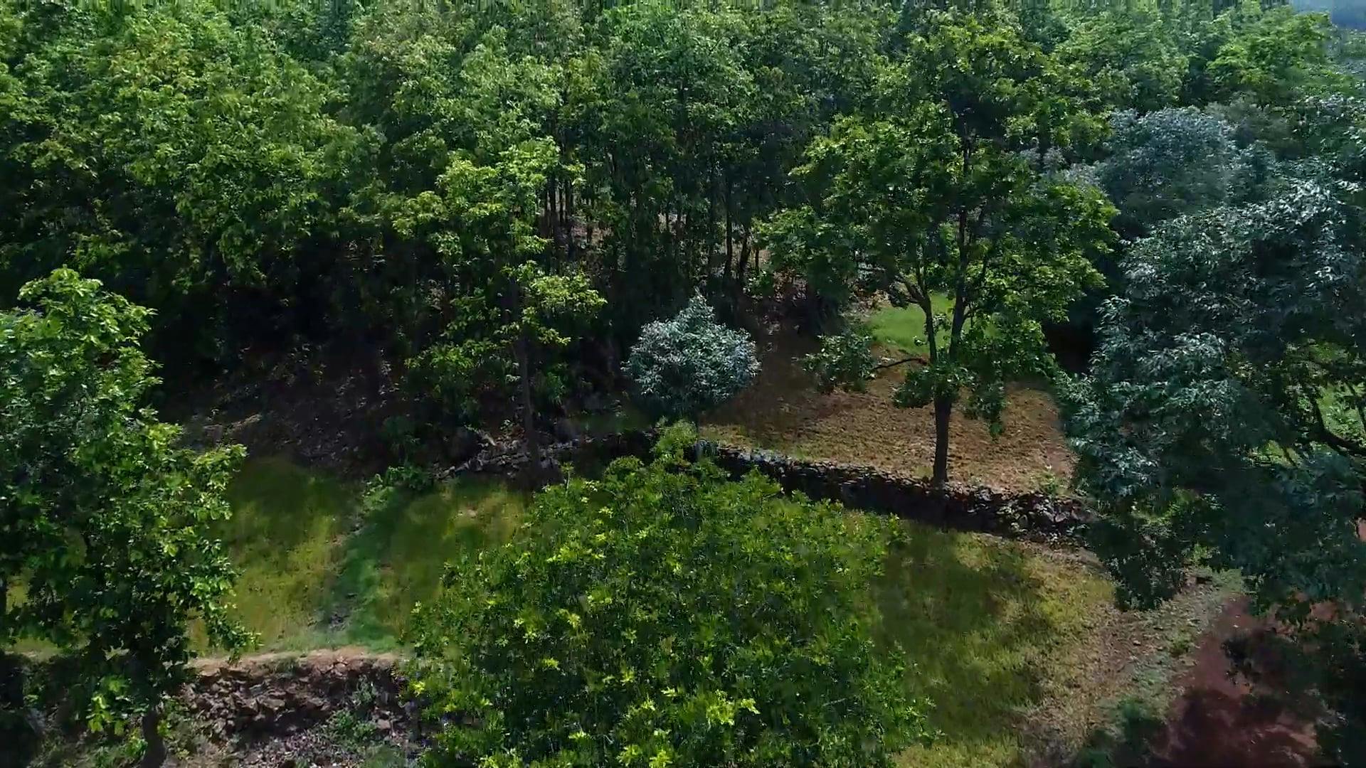 Birds Eye View of Forest and Fields Free Stock Video Footage, Royalty ...