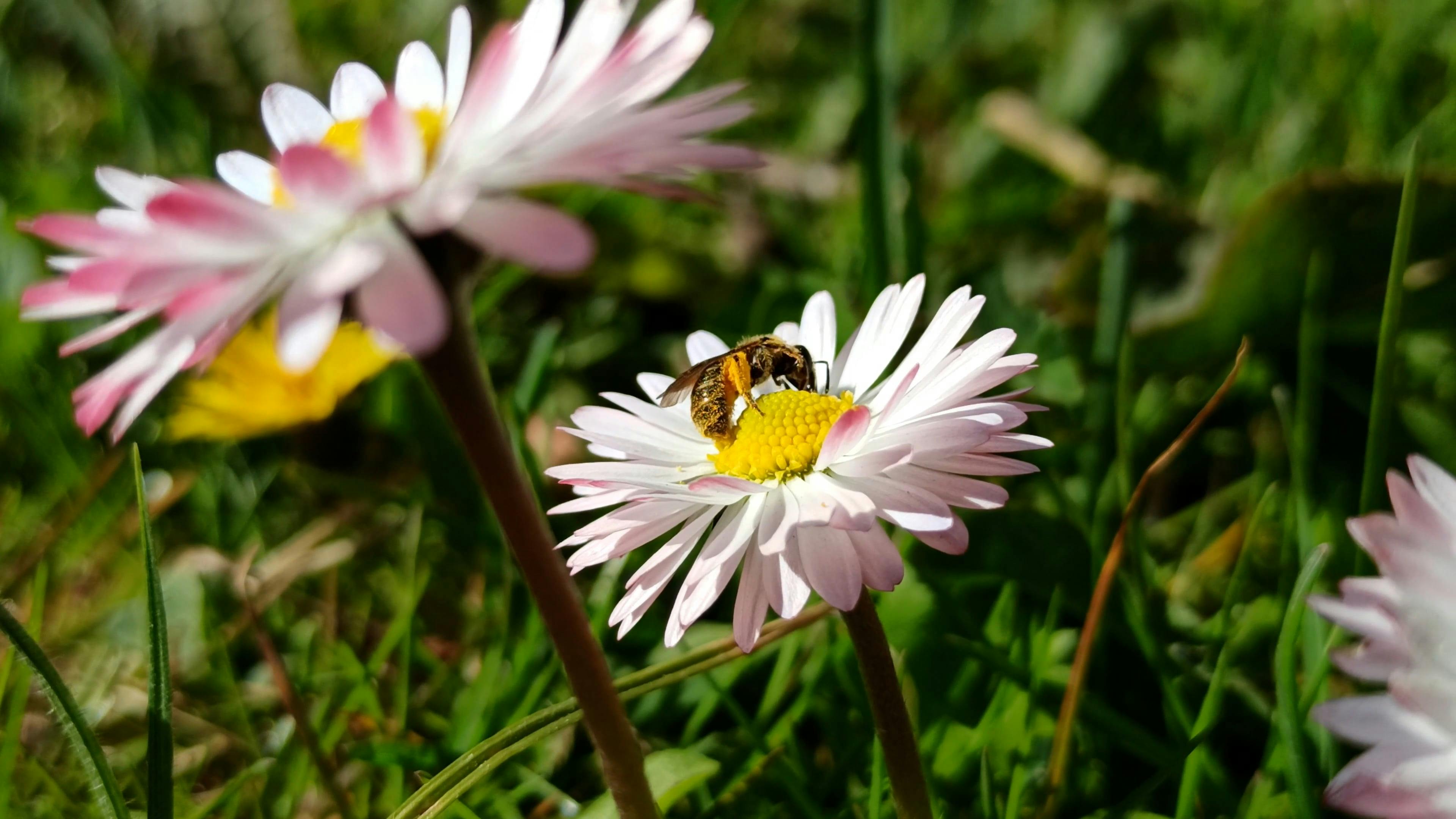 A Bee Pollinating a White Daisy · Free Stock Video