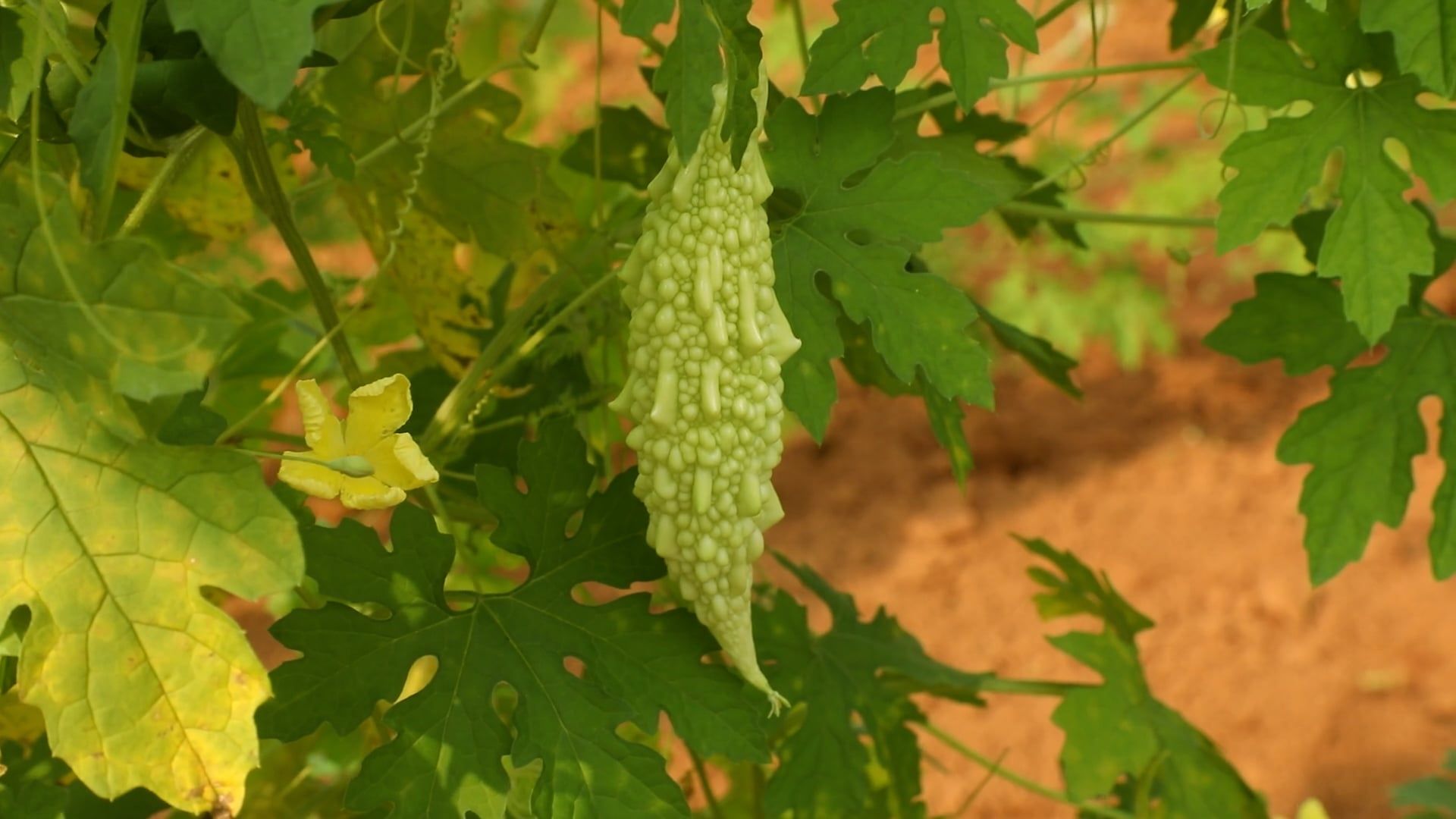 Bitter Gourd Farm Videos, Download The BEST Free 4k Stock Video Footage ...