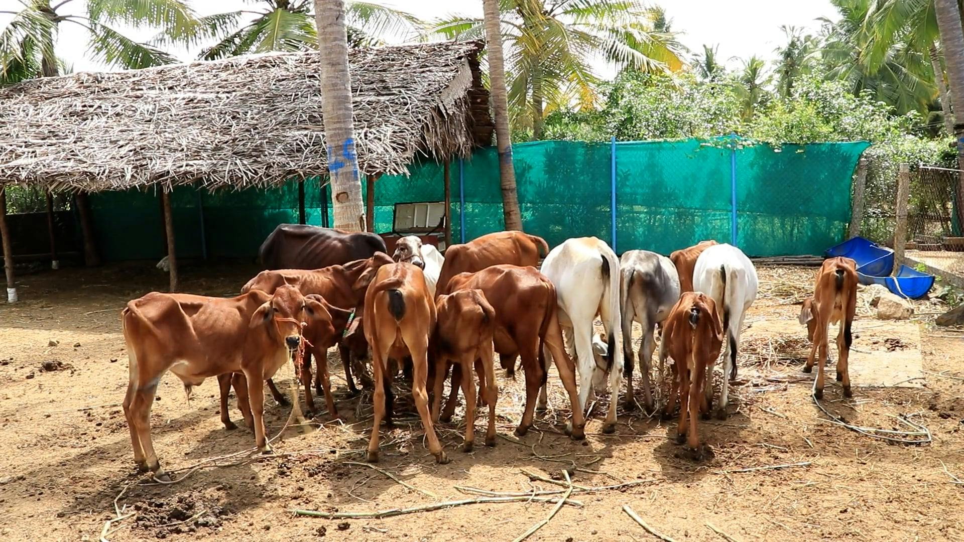 Cows Eating Free Stock Video Footage, Royalty-Free 4K & HD Video Clip