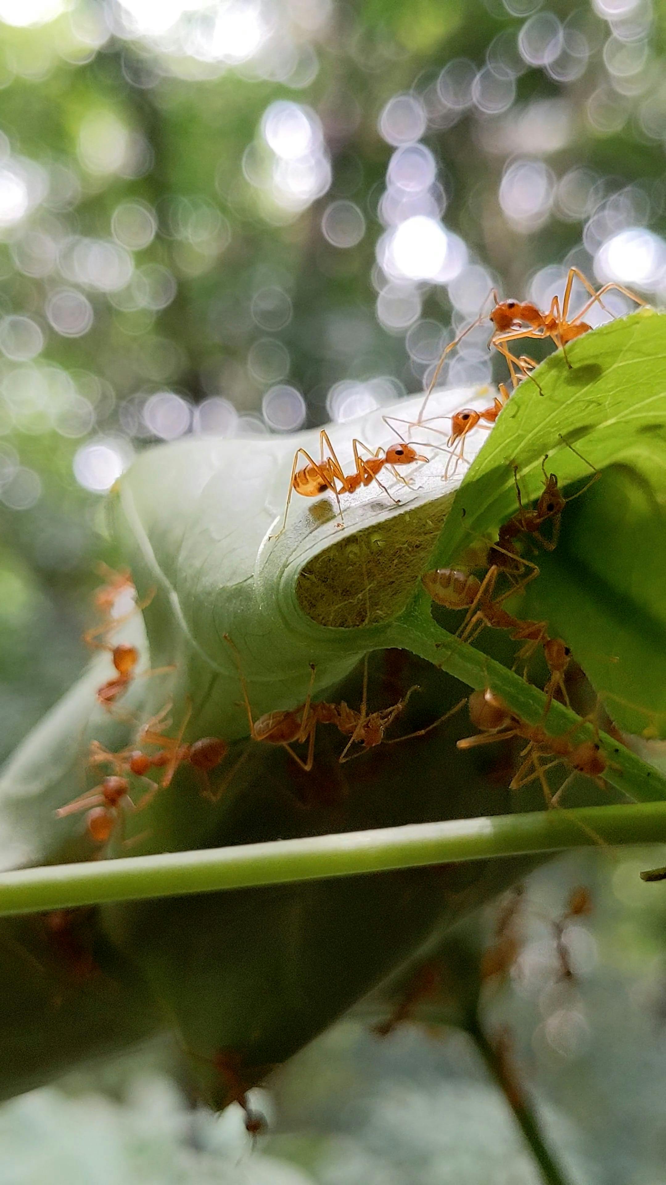 Ants on Leaf · Free Stock Video