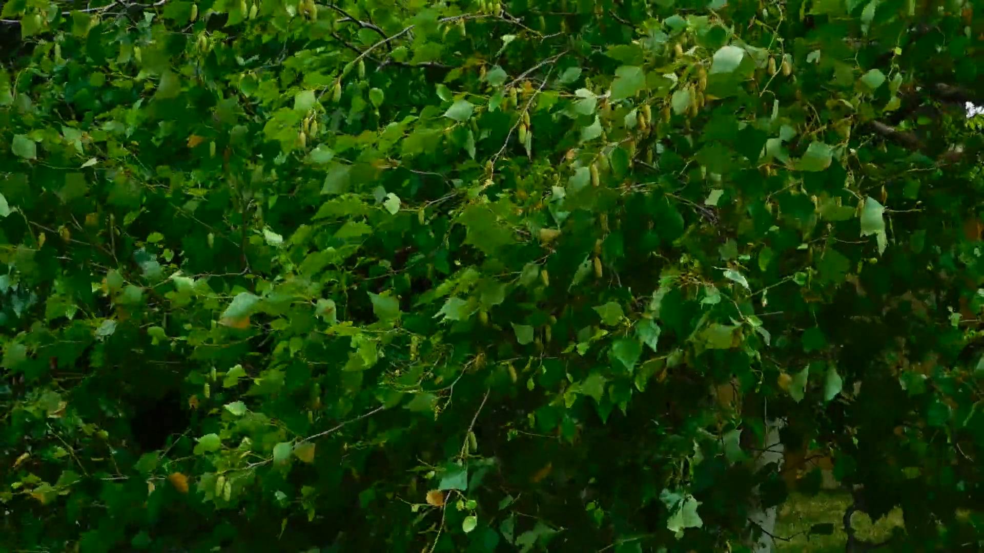 Video Of Trees Free Stock Video Footage, Royalty-Free 4K & HD Video Clip