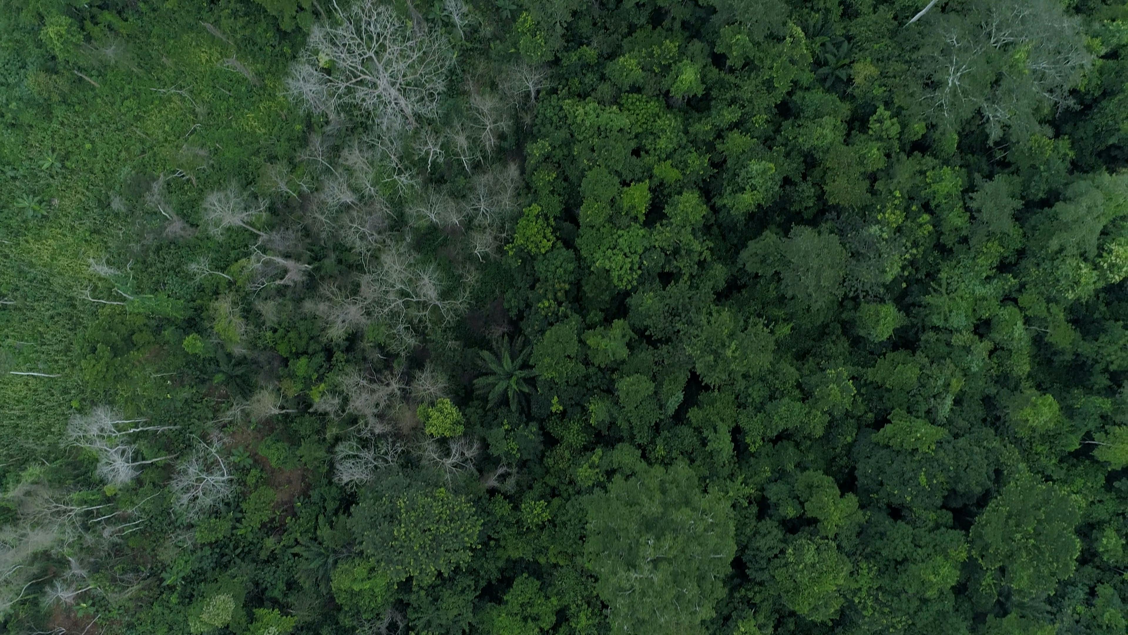 Top View of Forest Free Stock Video Footage, Royalty-Free 4K & HD Video ...