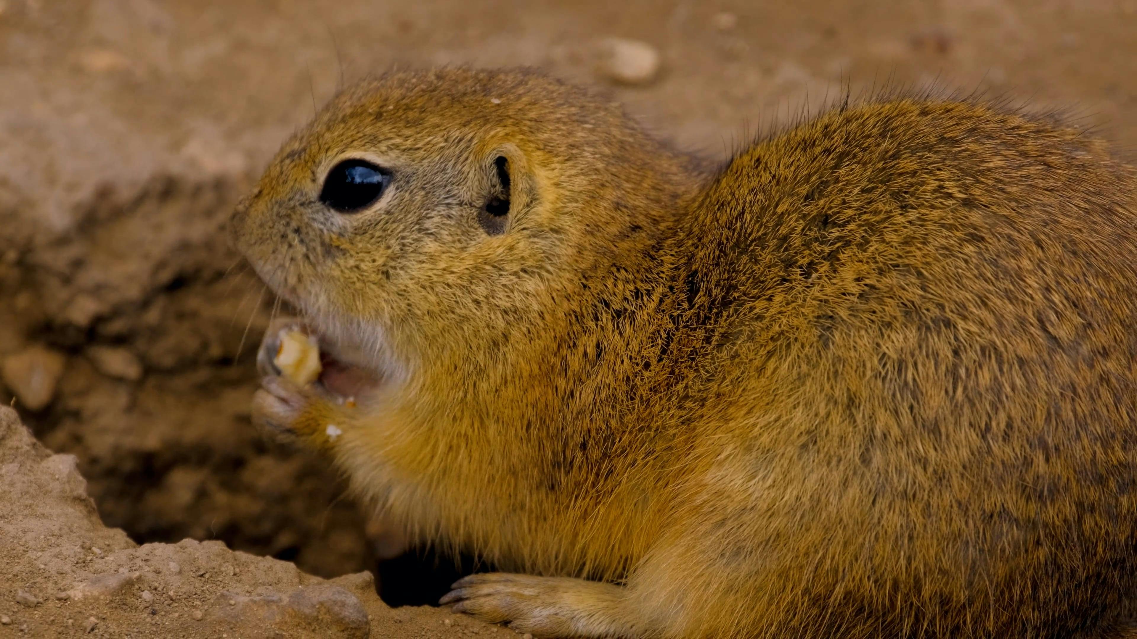 Close-up View of Squirrel Eating Carrot Free Stock Video Footage ...