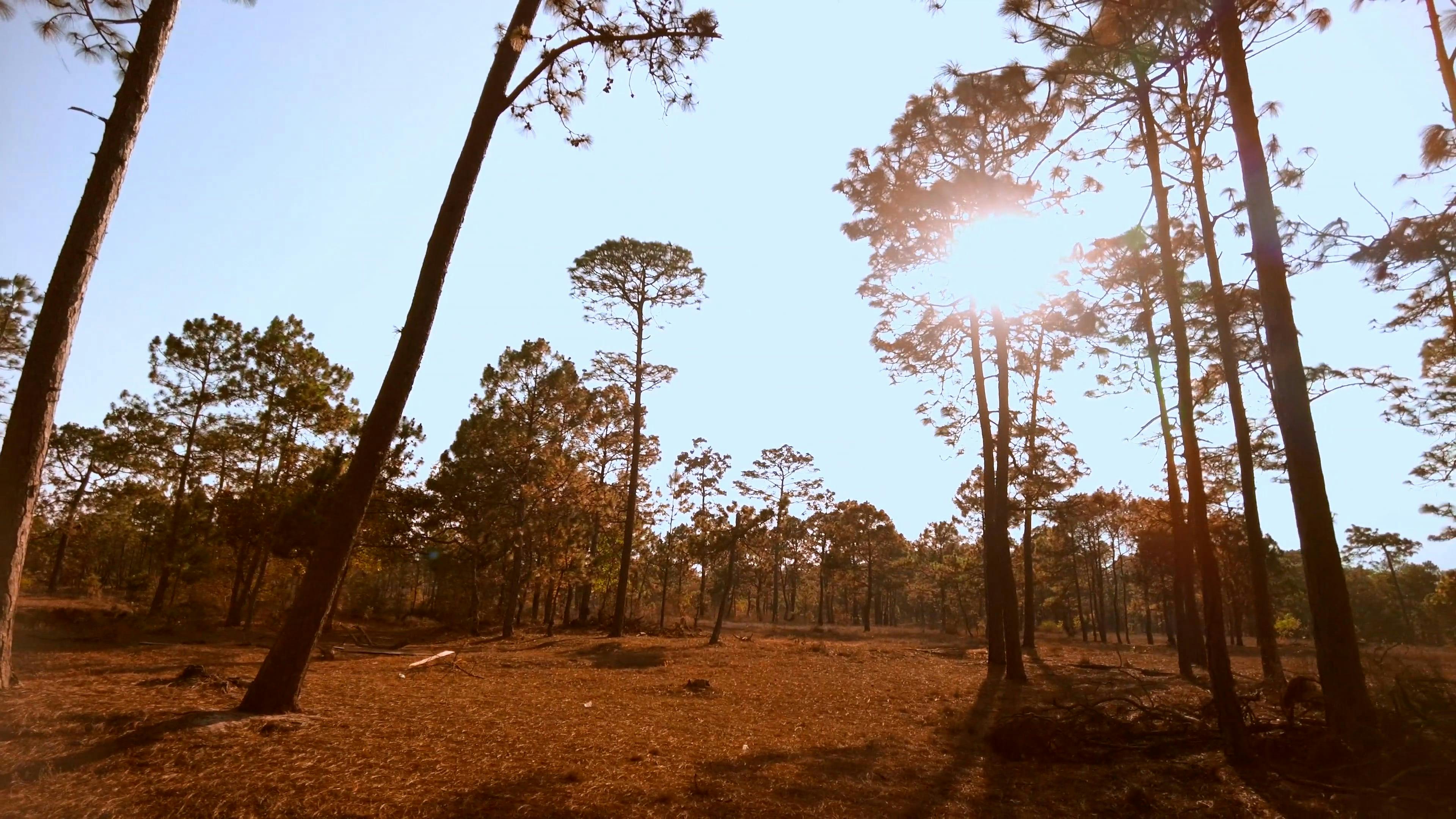 The Long Trunks Of Tall Trees In The Forest Free Stock Video Footage ...