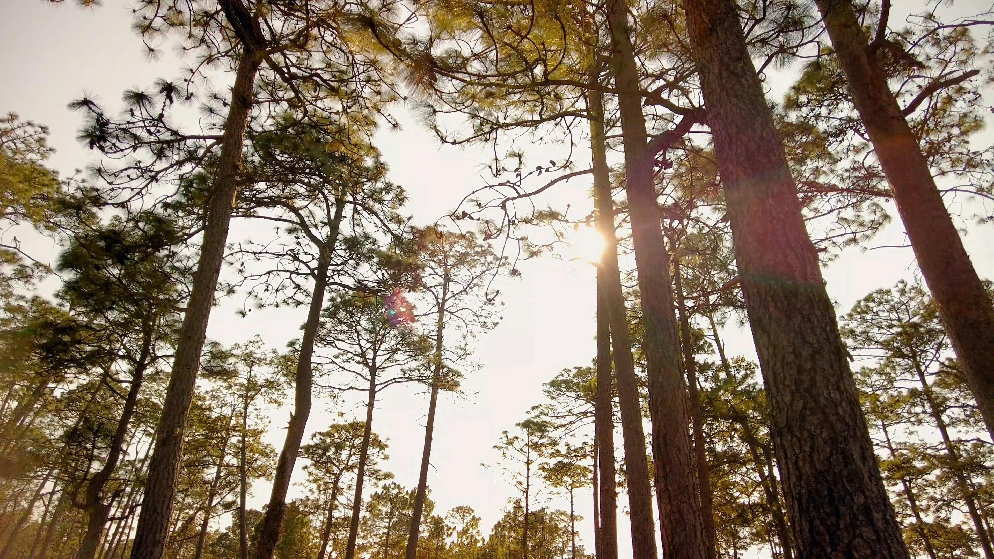 Waving Leaves on Trees Free Stock Video Footage, Royalty-Free 4K & HD ...