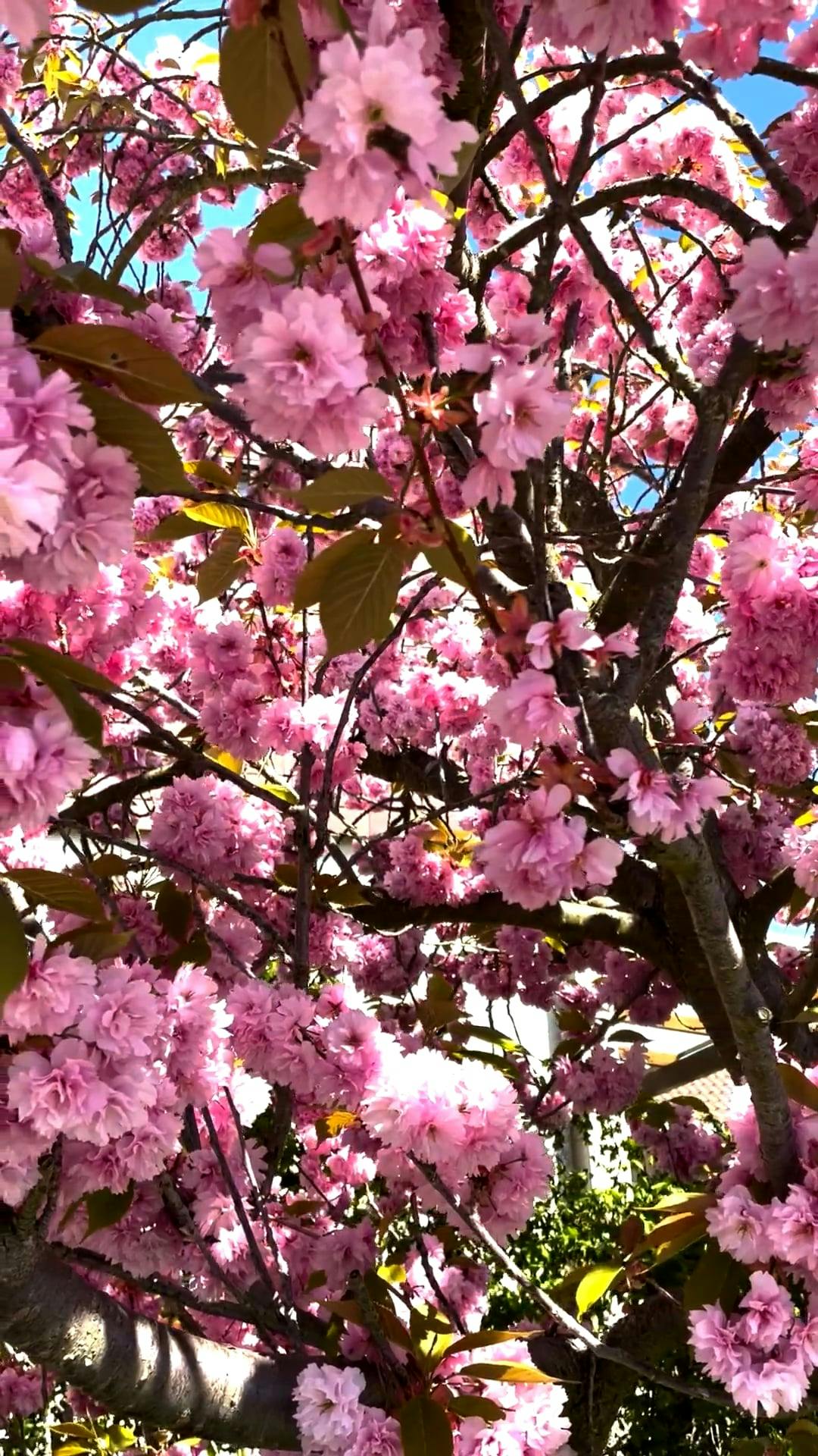 Pink Blossoms on Tree Free Stock Video Footage, Royalty-Free 4K & HD ...