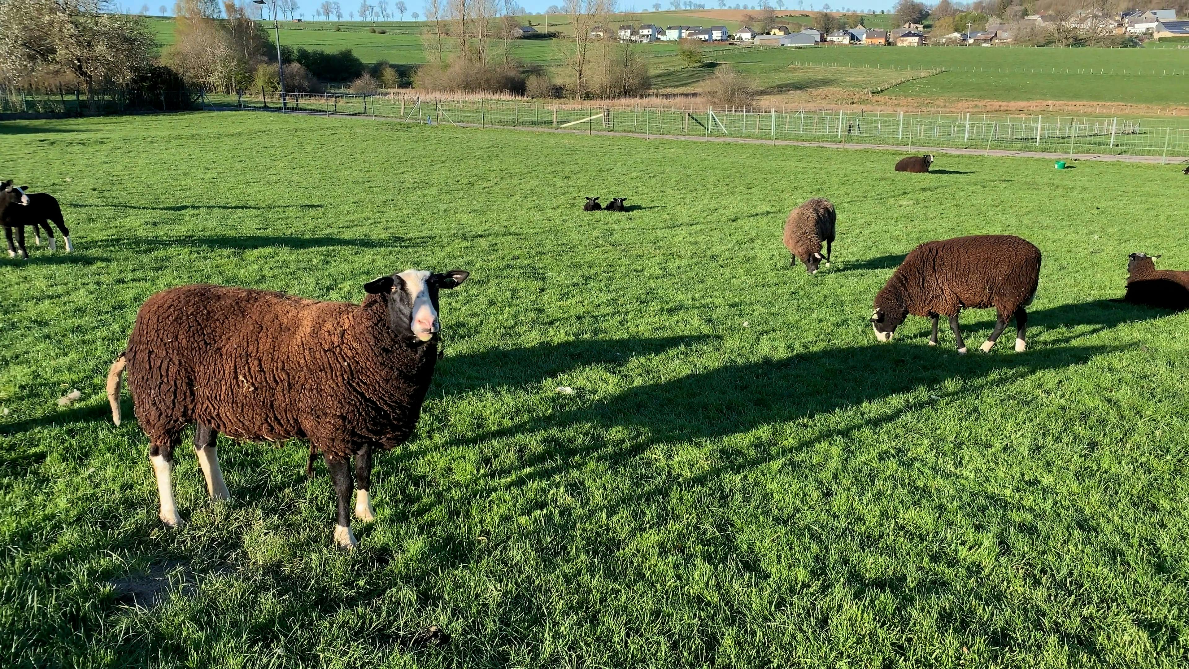 Sheep in Pasture at Sunset Free Stock Video Footage, Royalty-Free 4K ...