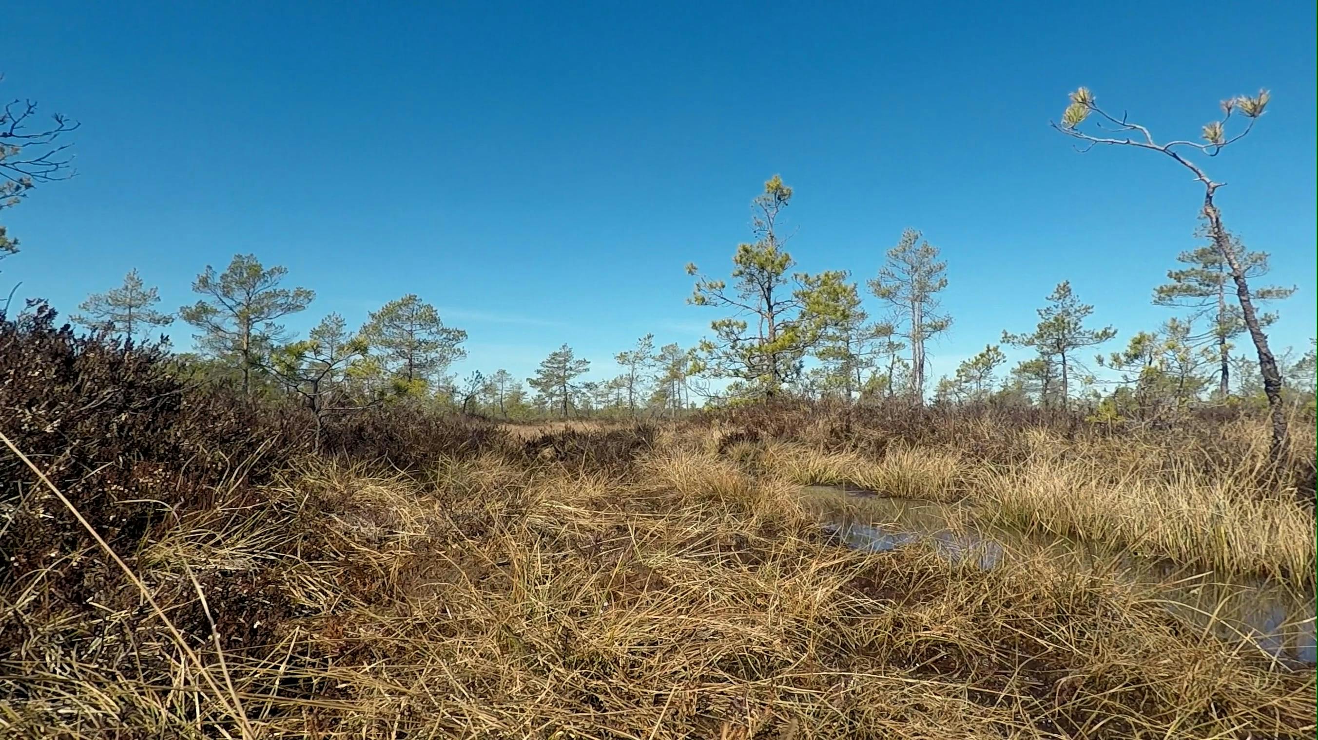 Man Walking Barefoot through Swamp Free Stock Video Footage, Royalty ...