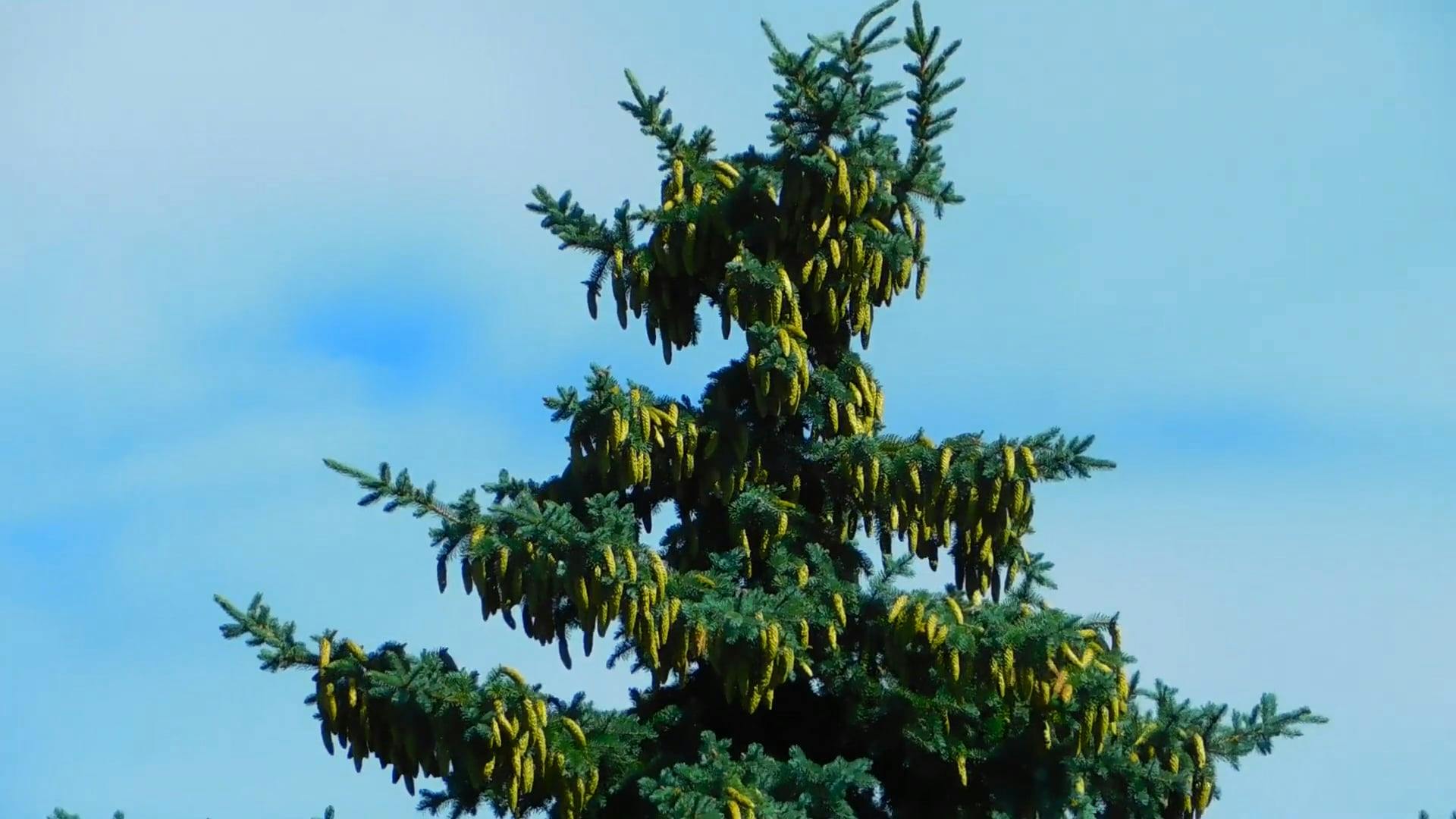 Video Of Trees Free Stock Video Footage, Royalty-Free 4K & HD Video Clip