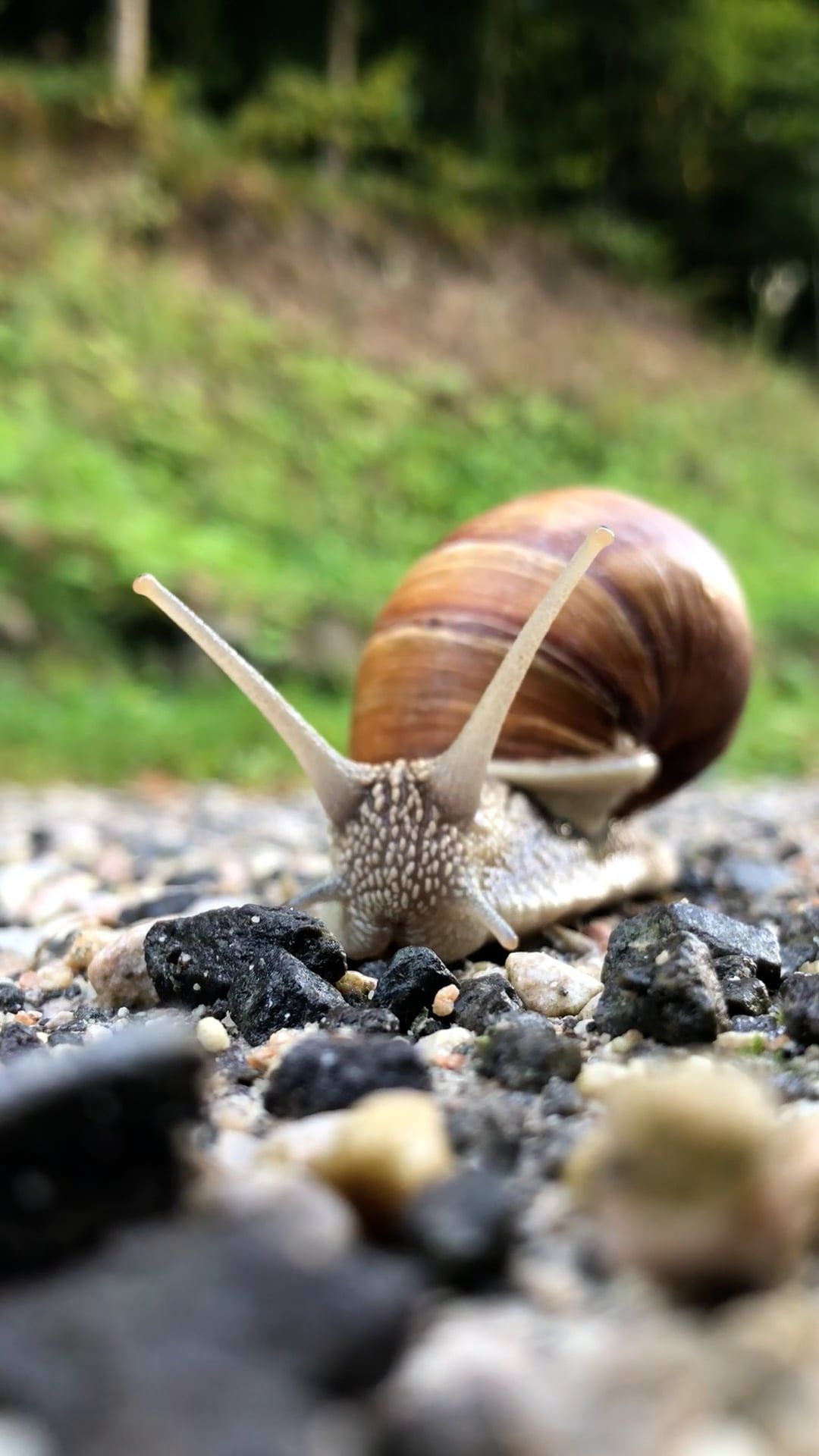 Vidéo gratuite de à corps mou, animal, calme, coquille, détail ...