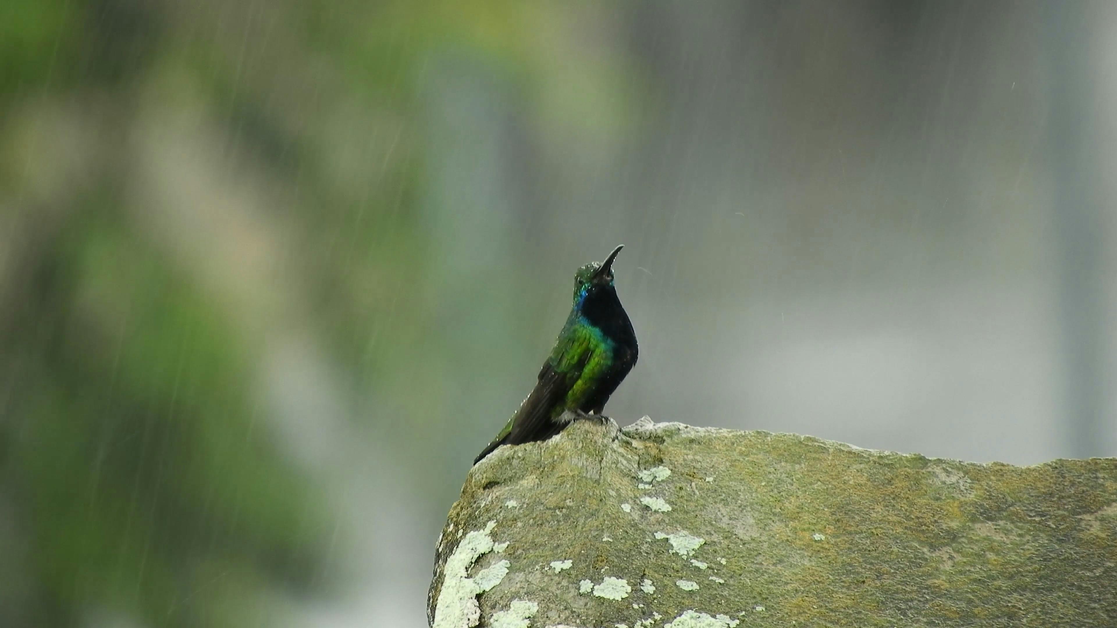 Colorful Bird Perching on Rock Free Stock Video Footage, Royalty-Free ...