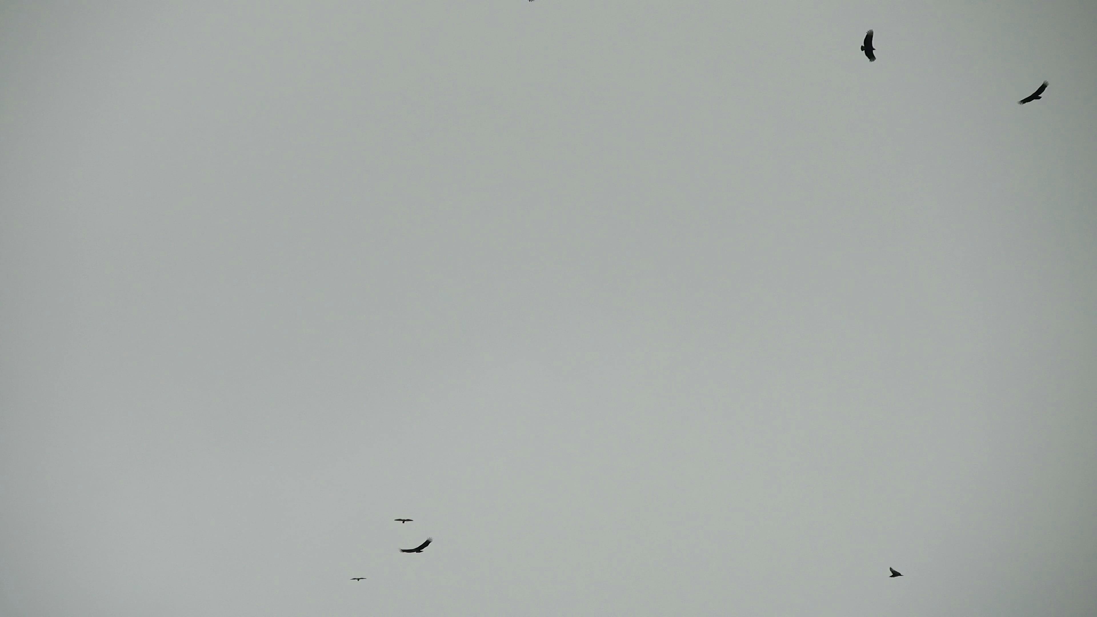 Birds Flying on Sky Free Stock Video Footage, Royalty-Free 4K & HD ...