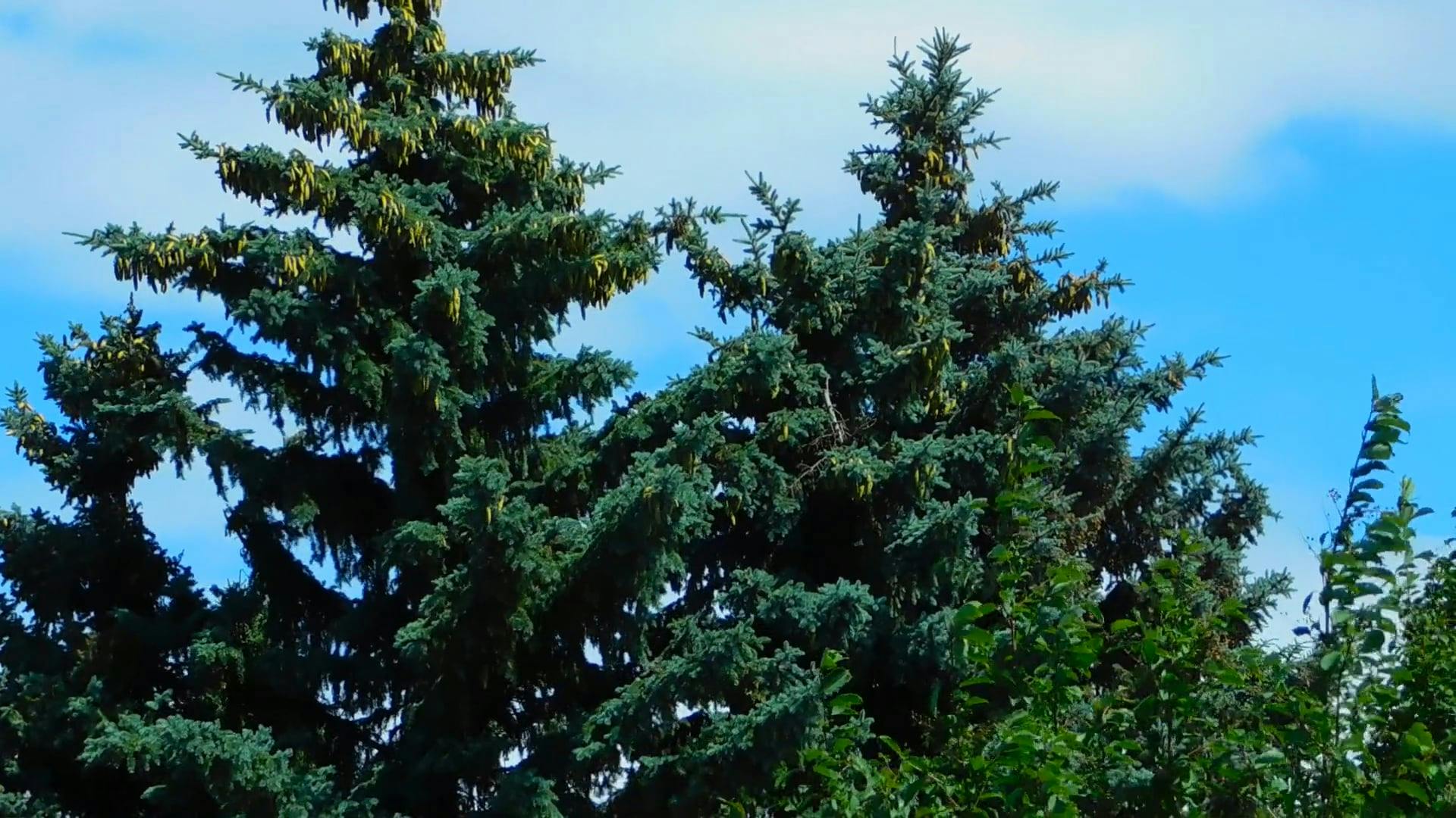 View Of Tall Trees · Free Stock Video