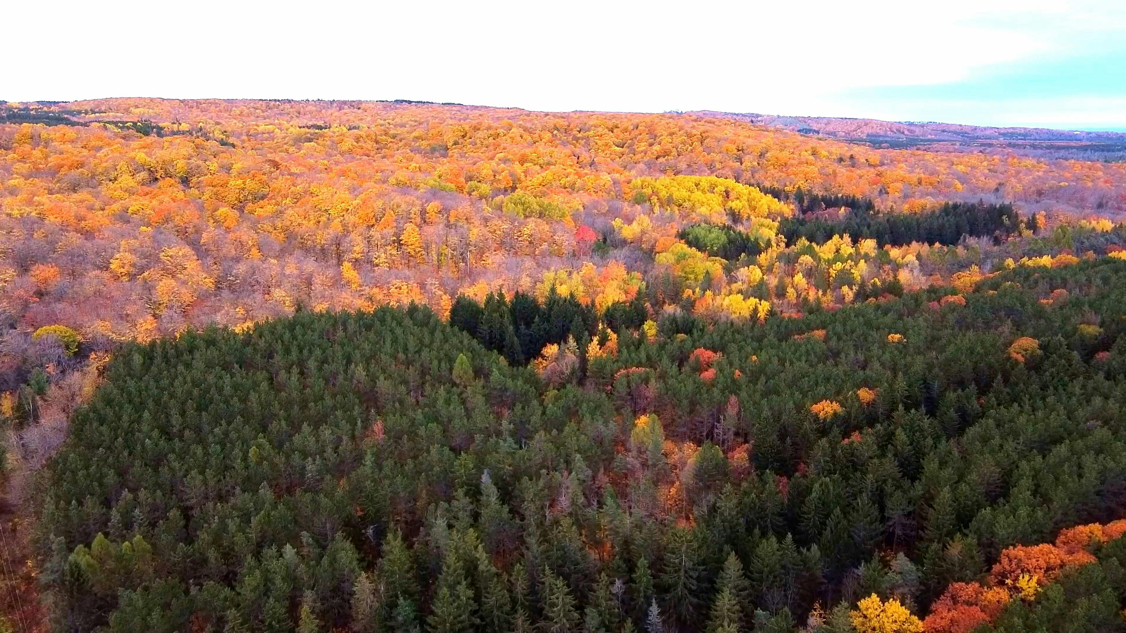 Bright Autumn Colors · Free Stock Video