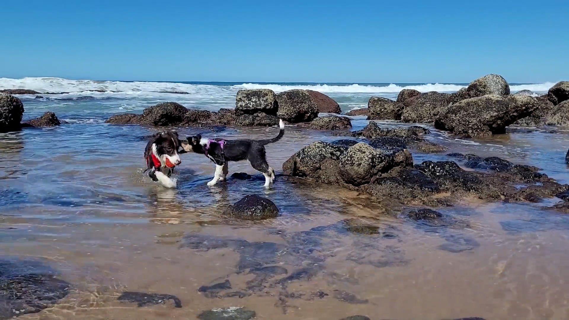 Dogs Playing on Ocean Beach Free Stock Video Footage, Royalty-Free 4K ...