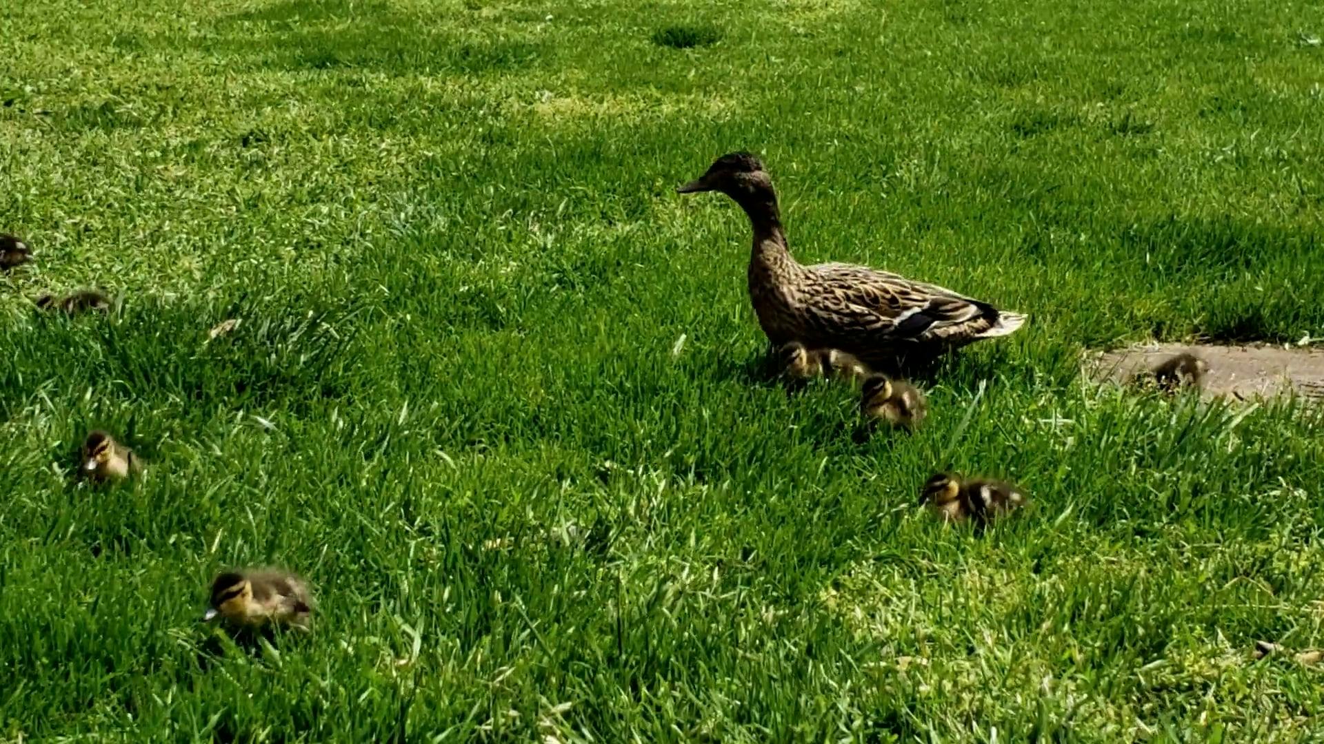 A Duck Family Resting On The Lakeside Free Stock Video Footage, Royalty ...