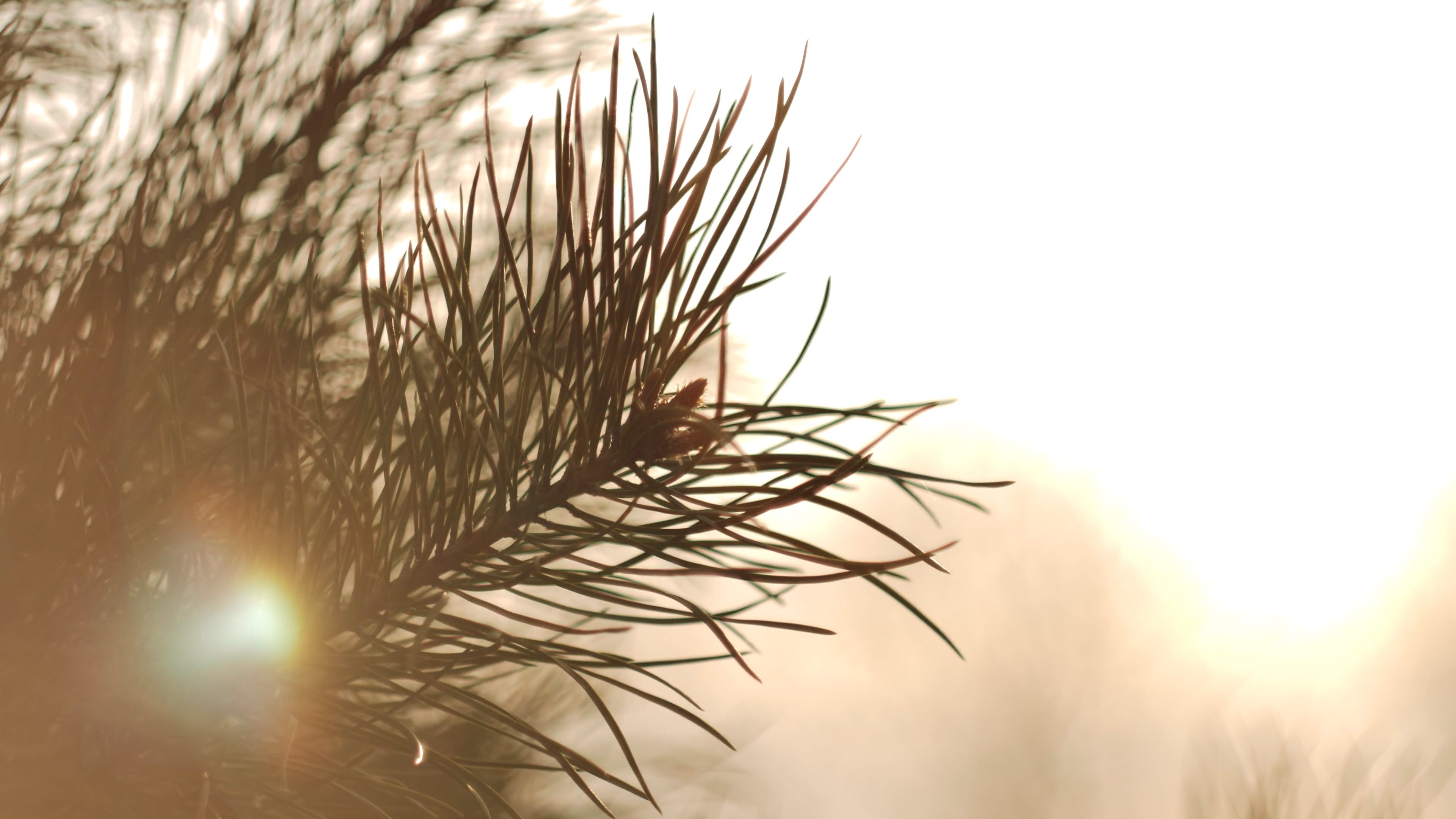 Coniferous Leaves Waving on Wind Free Stock Video Footage, Royalty-Free ...