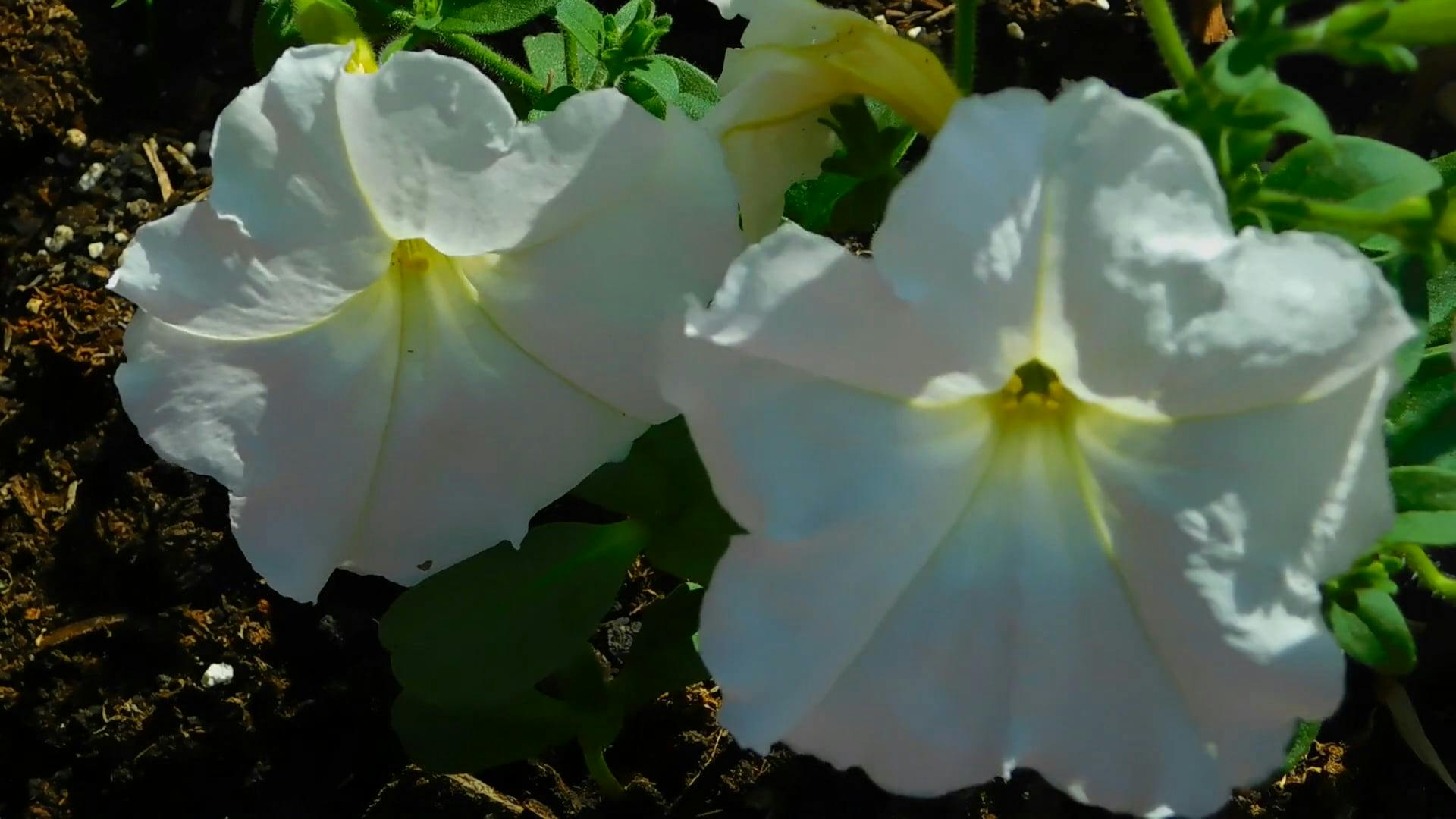 Petunia Flowers Videos, Download The BEST Free 4k Stock Video Footage ...