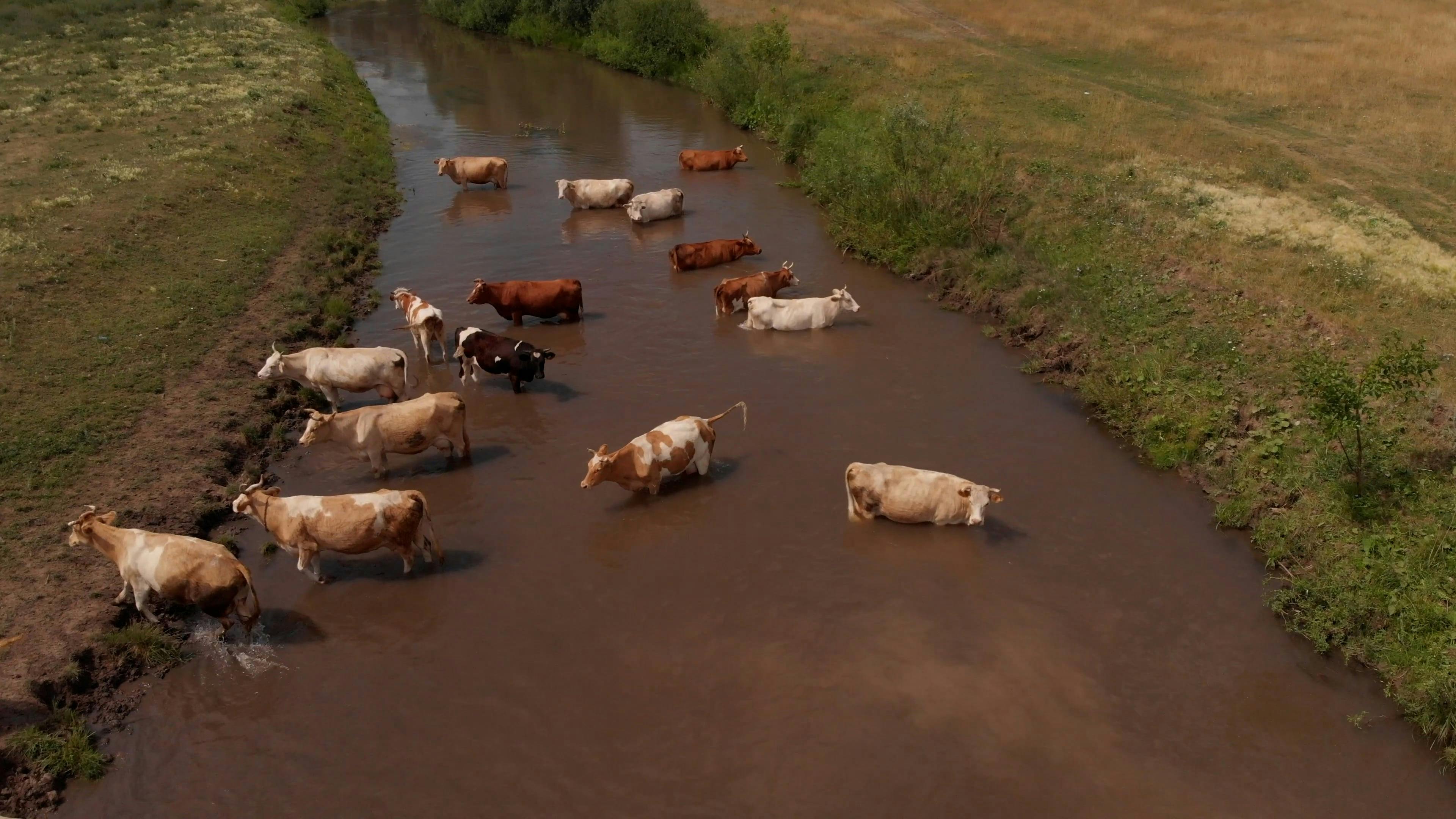 Flock of Cows in River Free Stock Video Footage, Royalty-Free 4K & HD ...