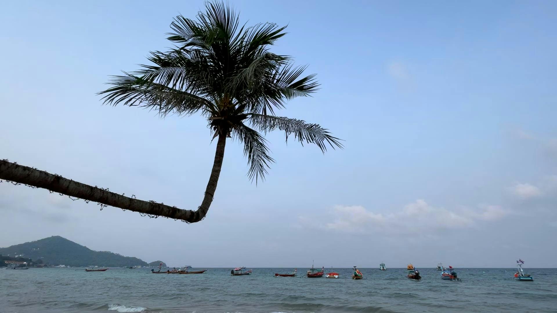 A Bent Coconut Tree by the Sea Free Stock Video Footage, Royalty-Free ...