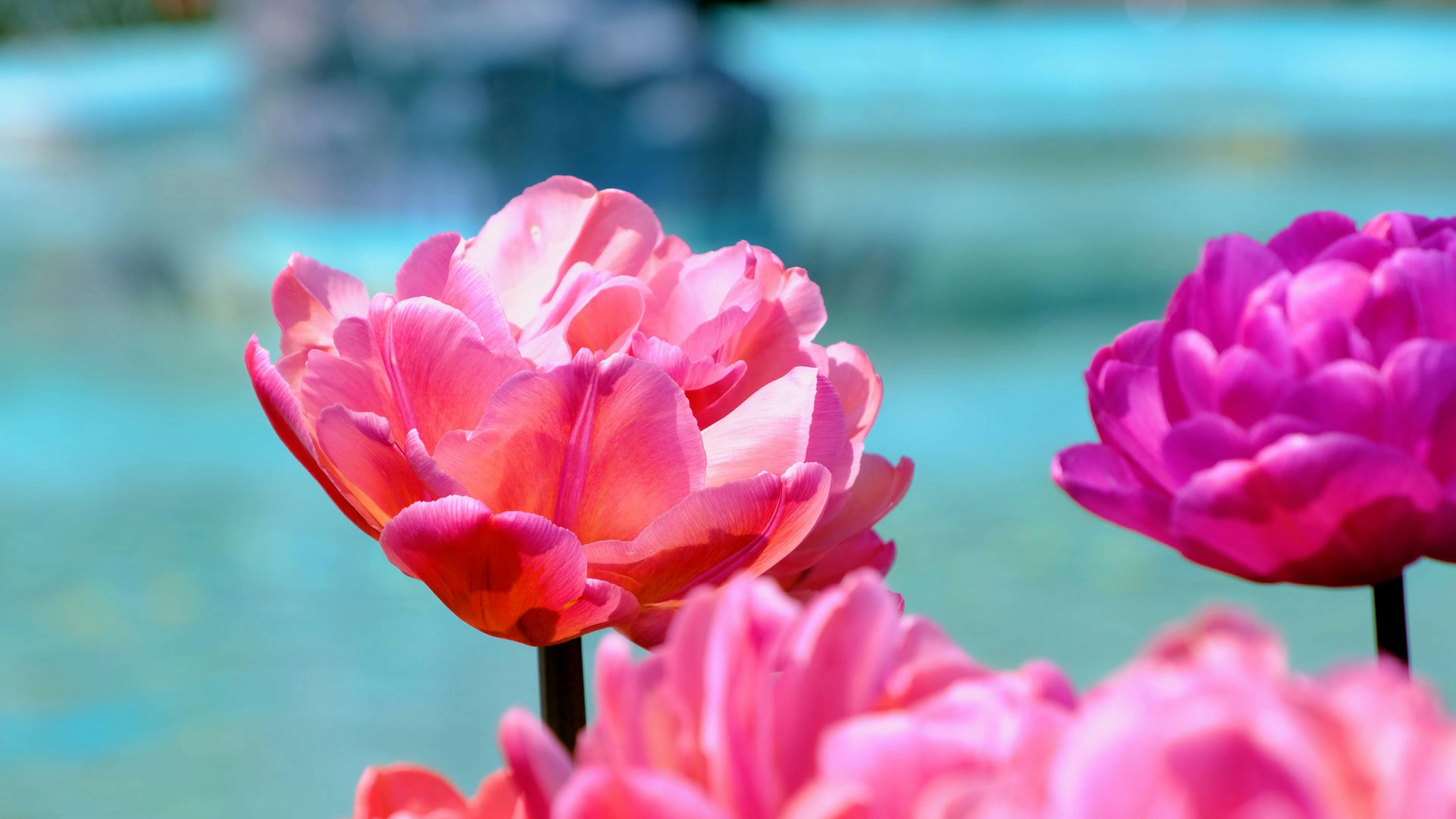 Close up of Flowers Free Stock Video Footage, Royalty-Free 4K & HD ...