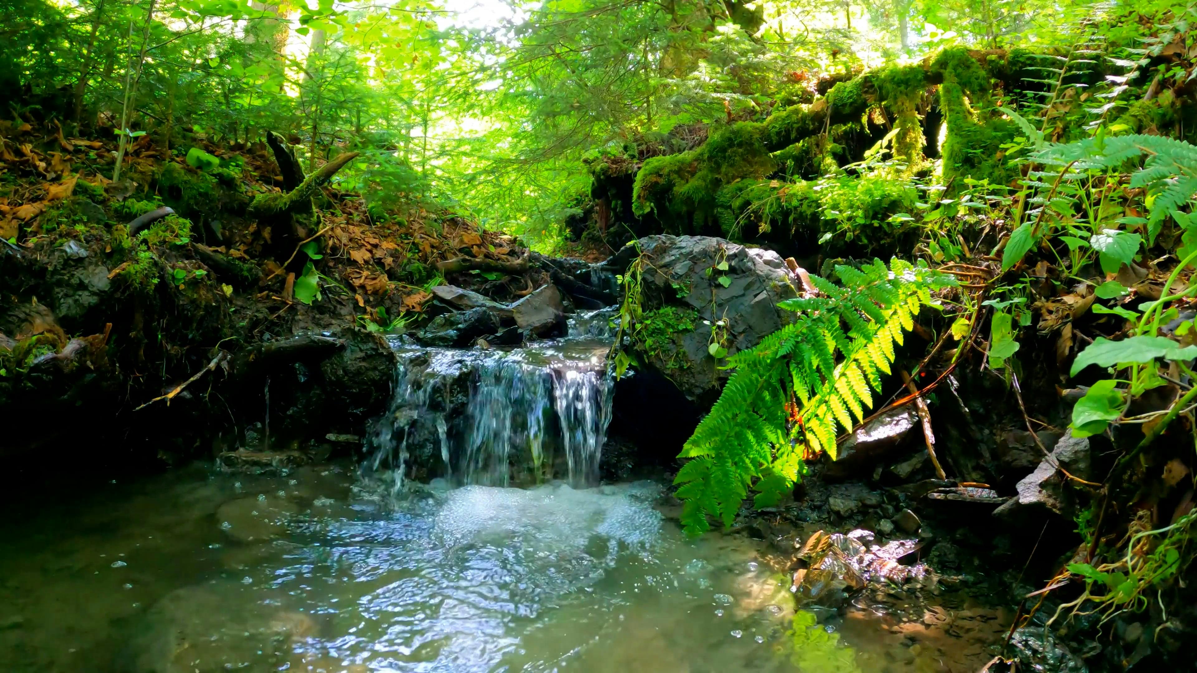 Stream in Forest Free Stock Video Footage, Royalty-Free 4K & HD Video Clip